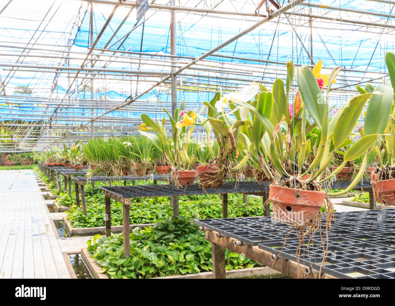 orchid farm at thailand Stock Photo - Alamy