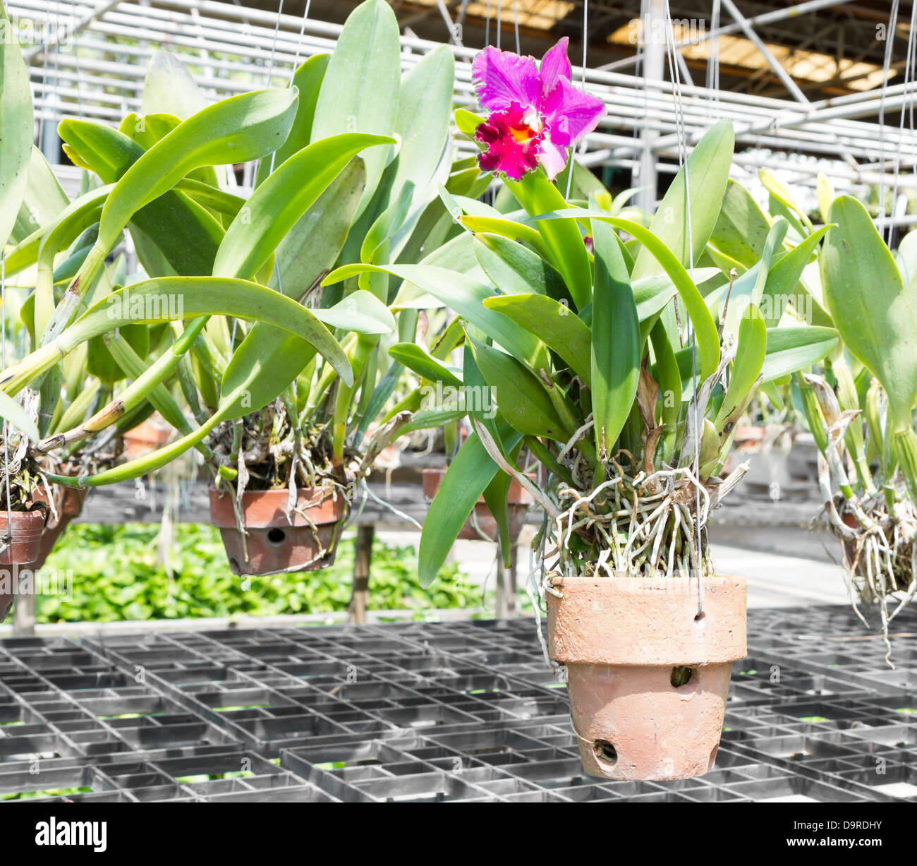 orchid farm at thailand Stock Photo - Alamy
