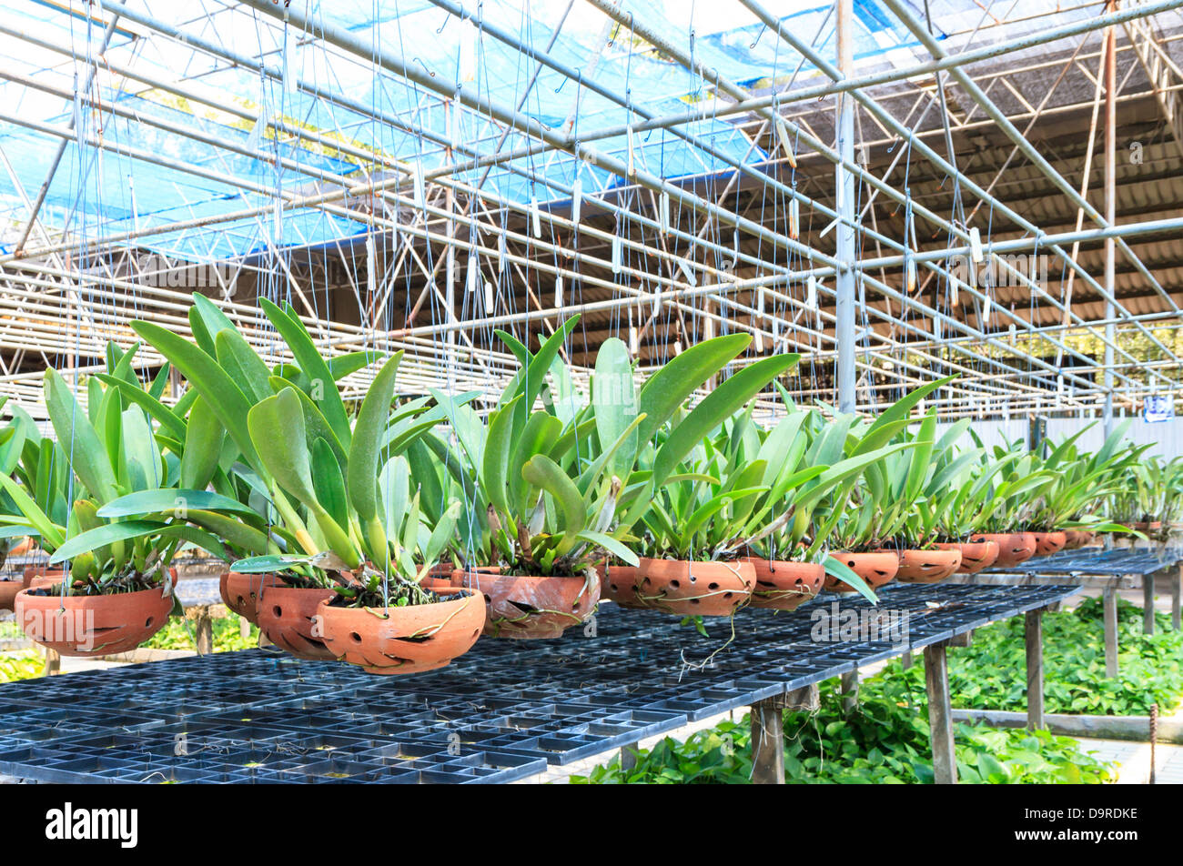 orchid farm at thailand Stock Photo - Alamy