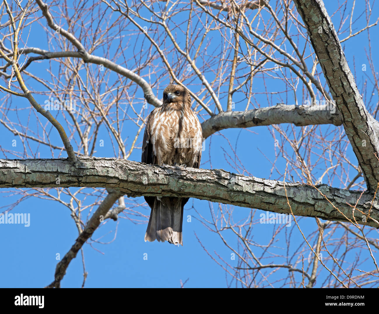 Buzzard, Kamakura, Japan Stock Photo - Alamy