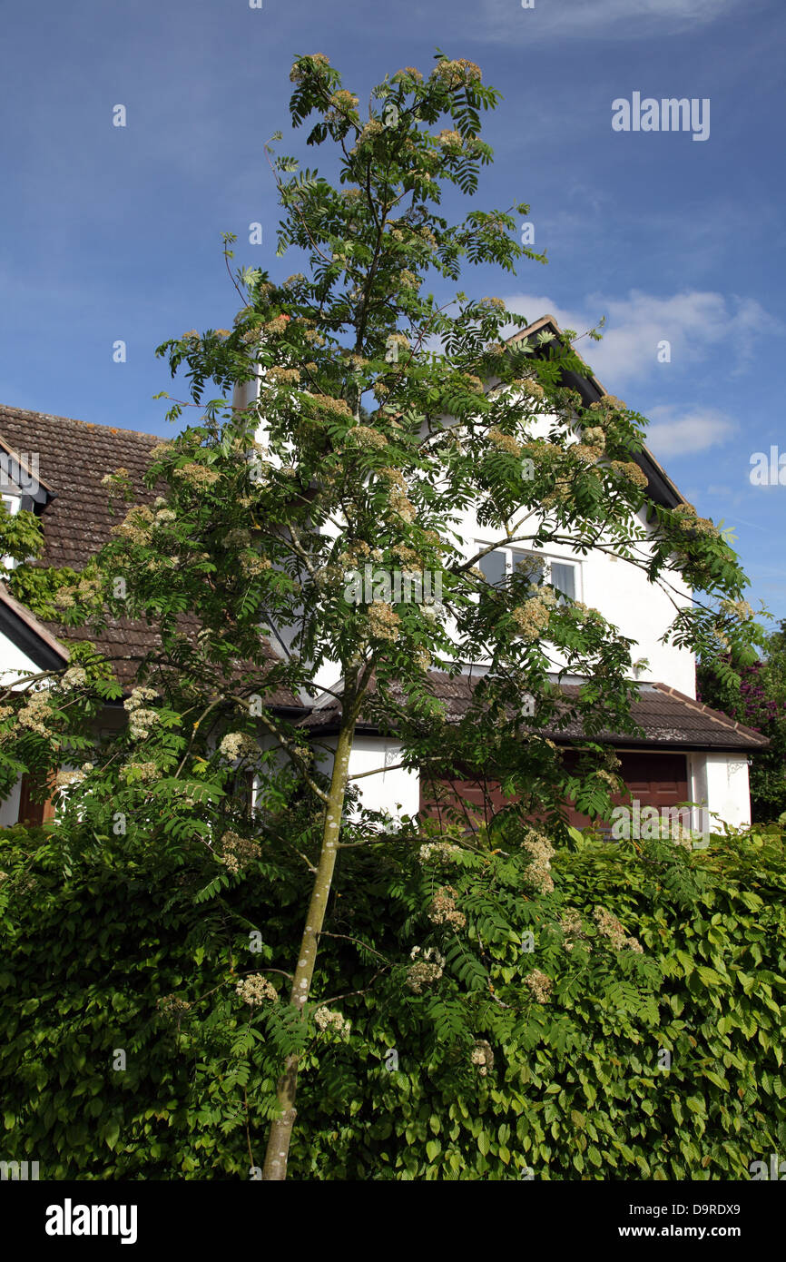 Rowan house hi-res stock photography and images - Alamy