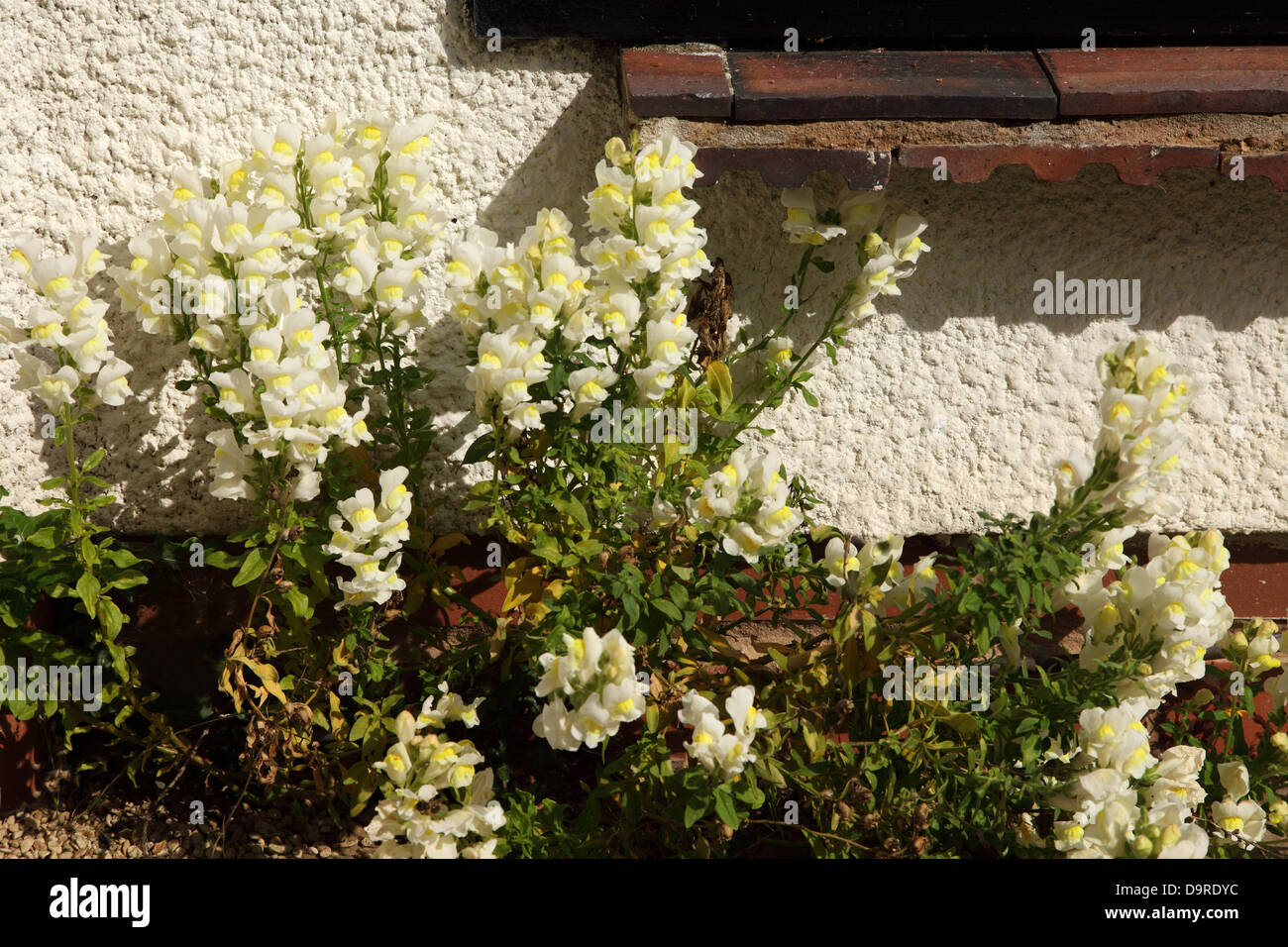 Snap dragon hi-res stock photography and images - Alamy