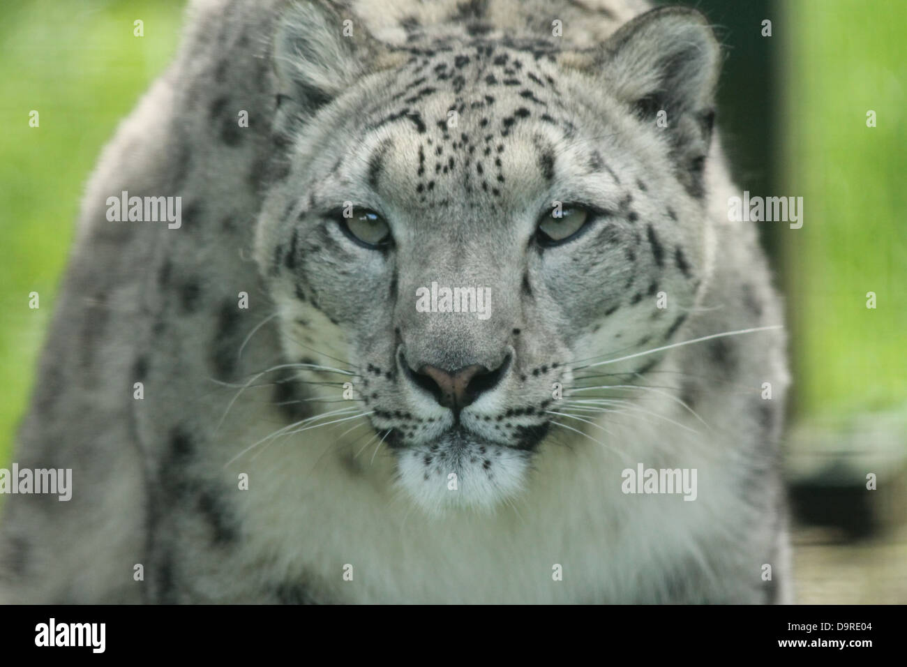 Leopard body hi-res stock photography and images - Alamy