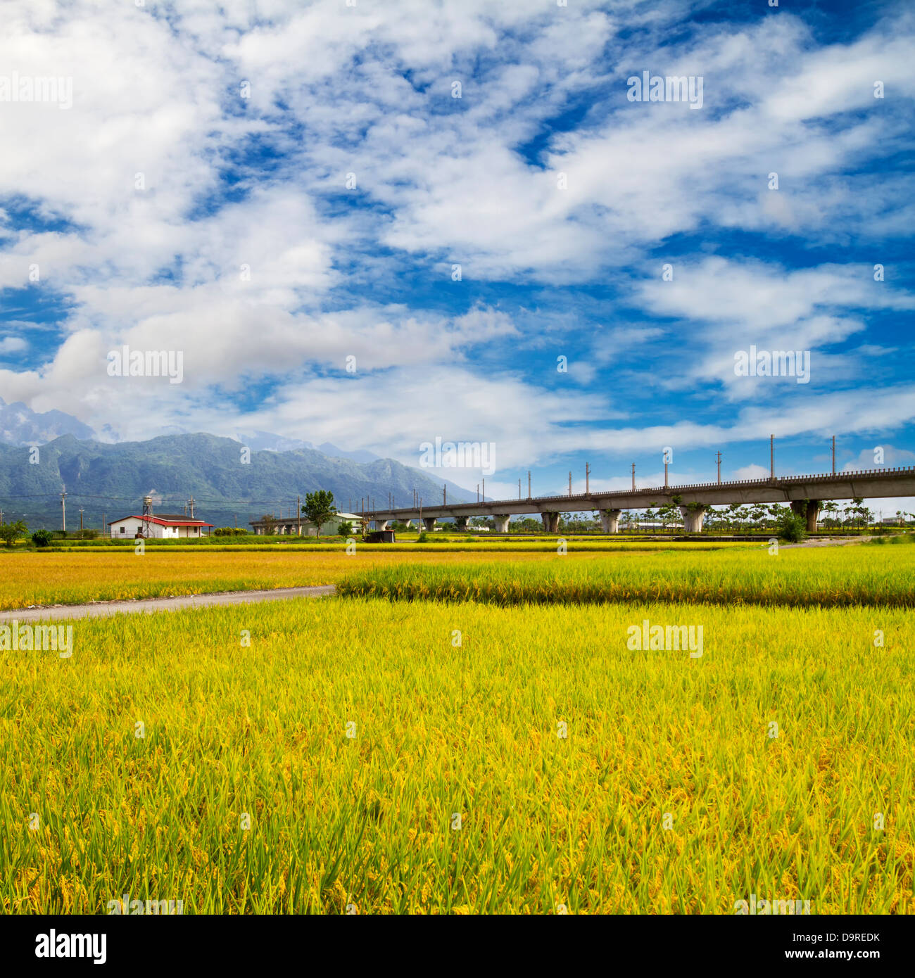 Train tea garden hi-res stock photography and images - Alamy