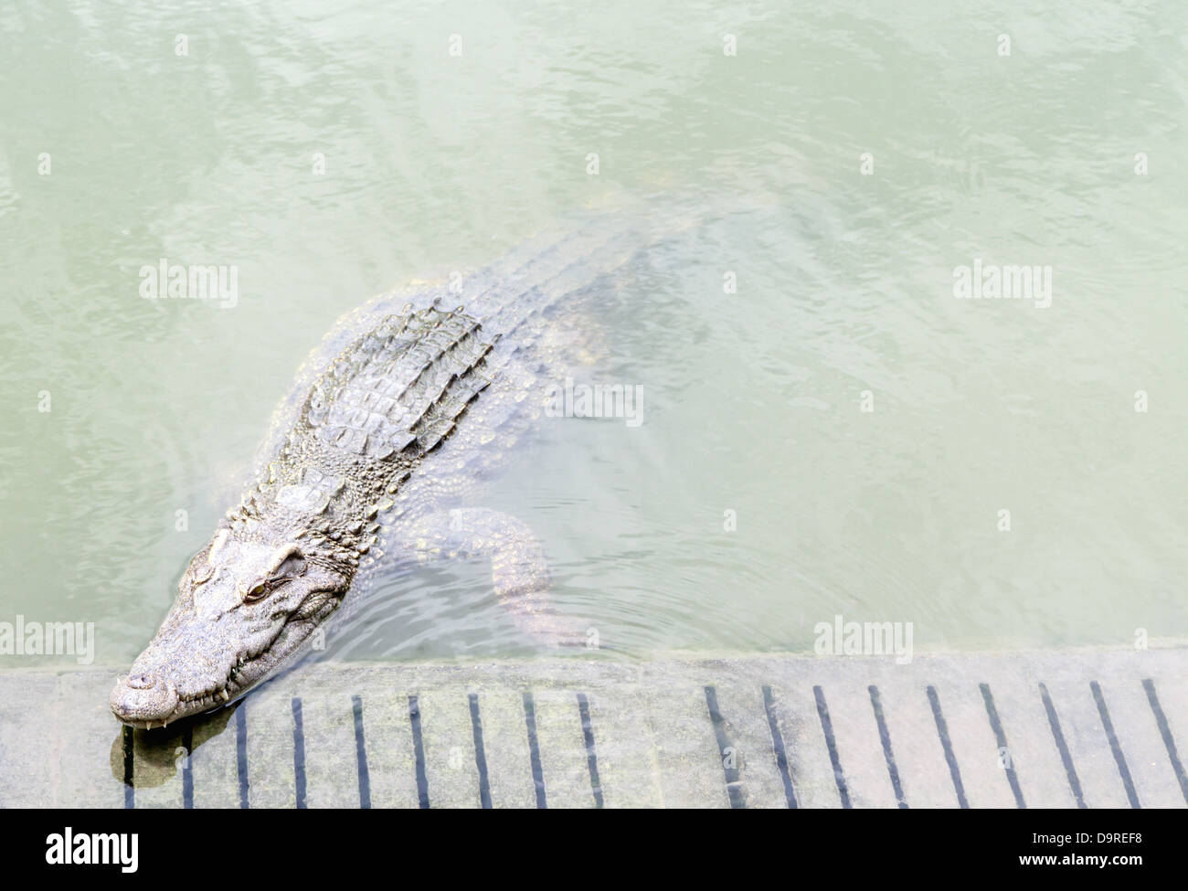 Crocodile wild hi-res stock photography and images - Alamy