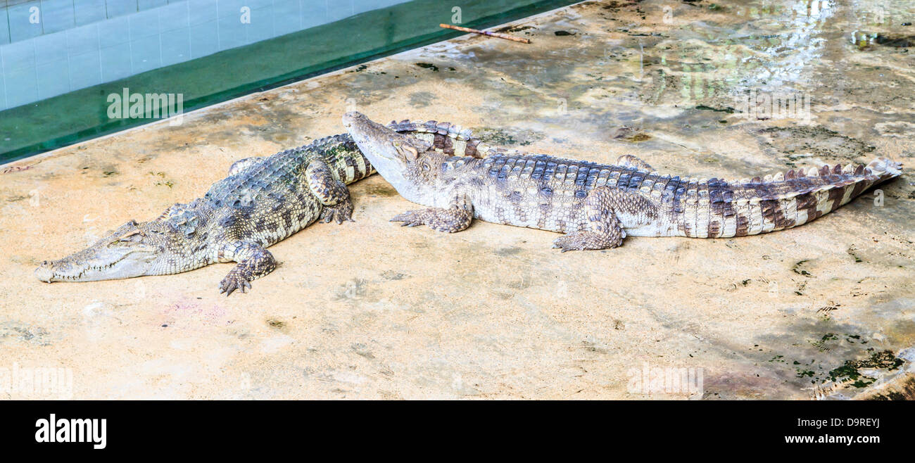 Two crocodiles in farm at thailand Stock Photo - Alamy