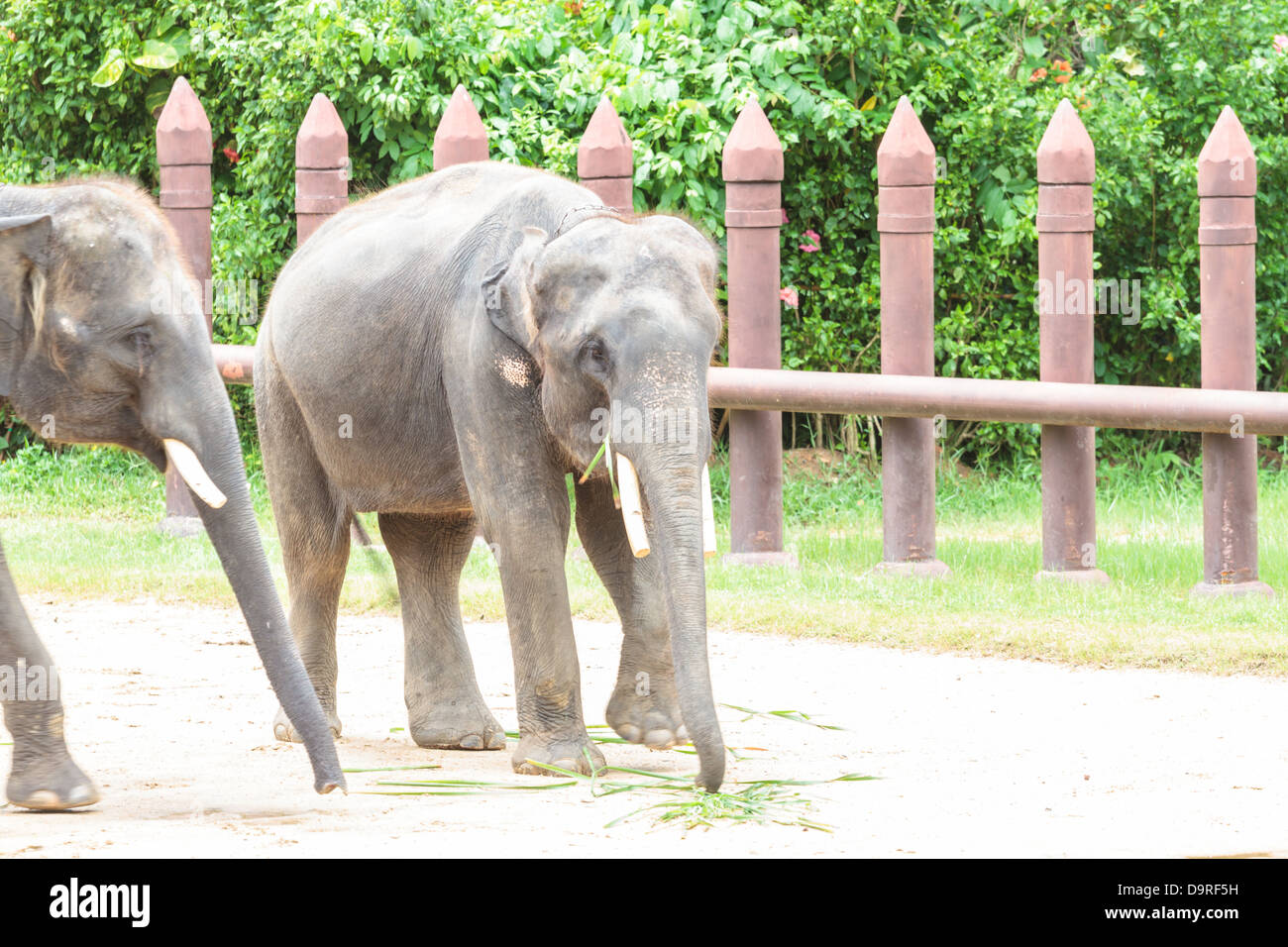 Elephant show, Thailand Stock Photo - Alamy