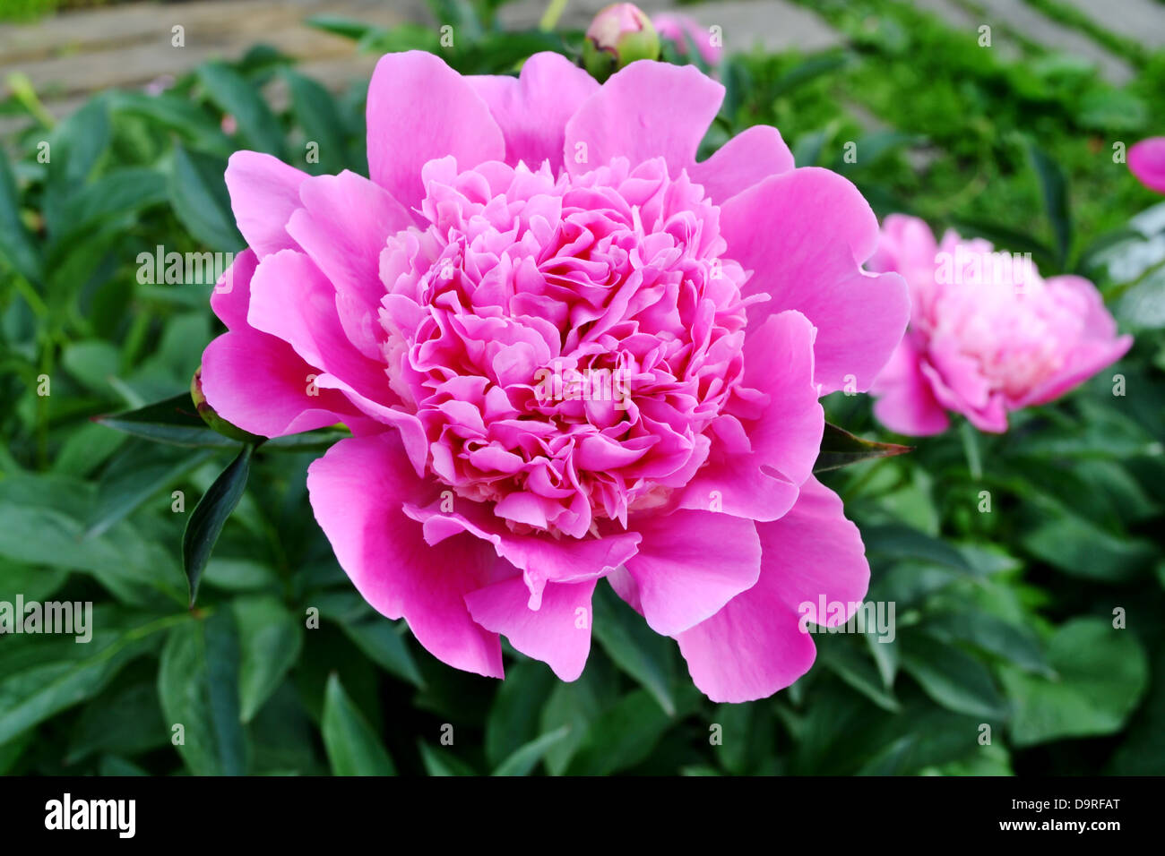 Garden open flower. The flower on background of green leaves Stock ...