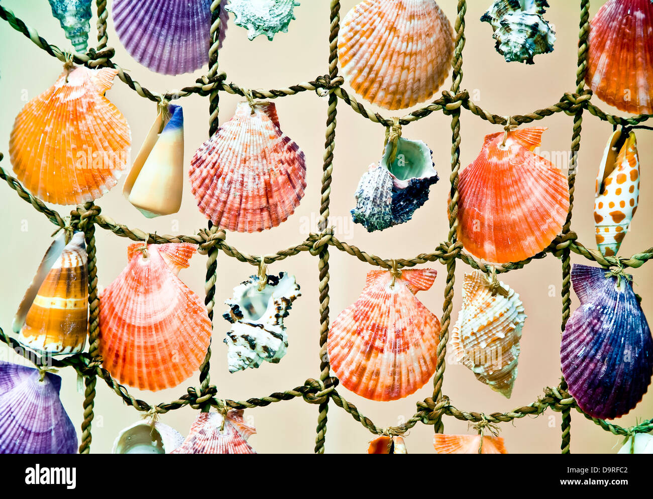 Mollusk shells hi-res stock photography and images - Alamy