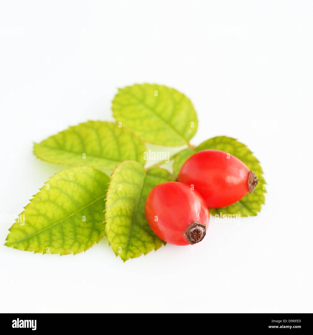 Rosehips isolated hi-res stock photography and images - Alamy