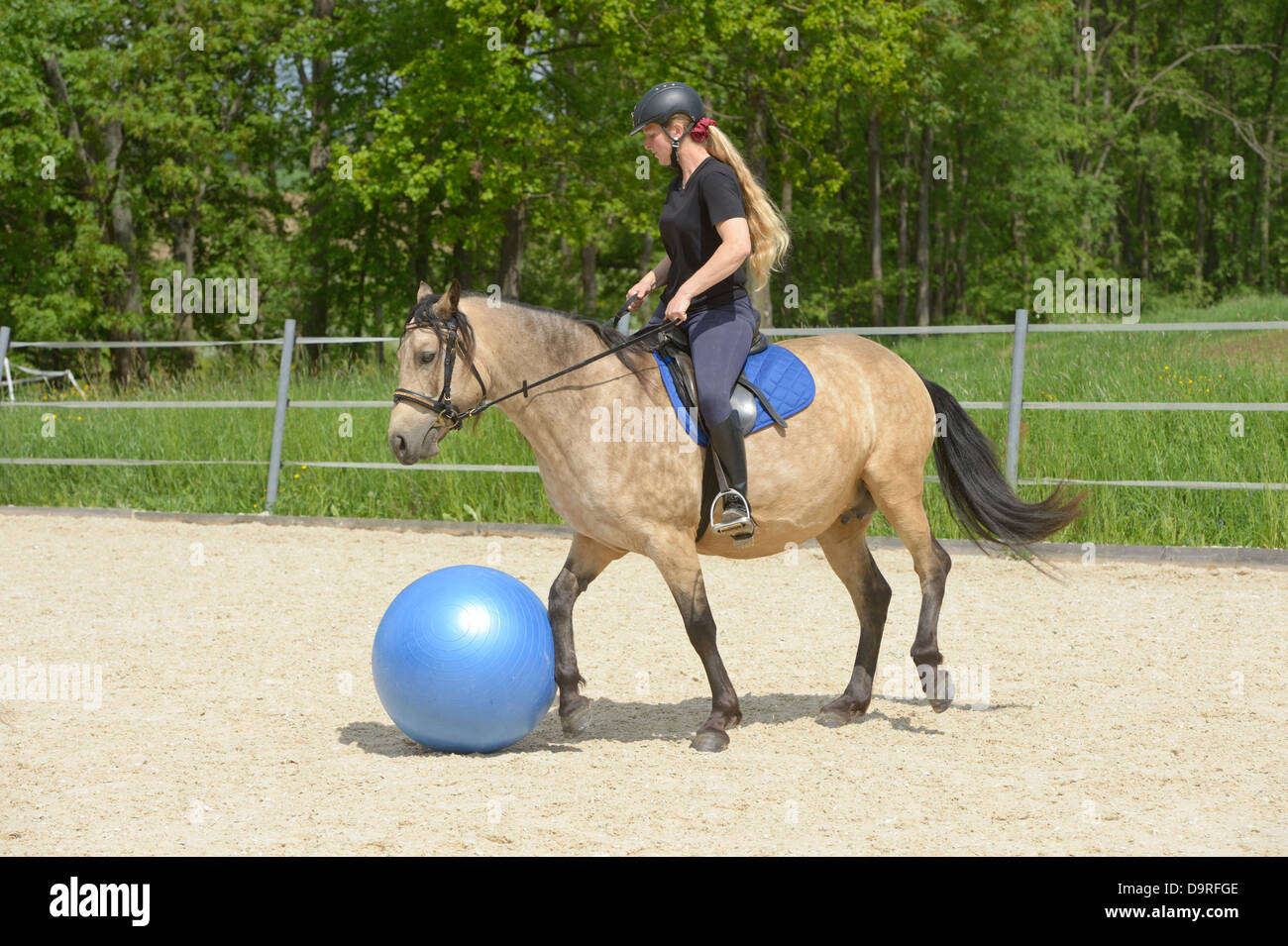 Horse soccer hi-res stock photography and images - Alamy