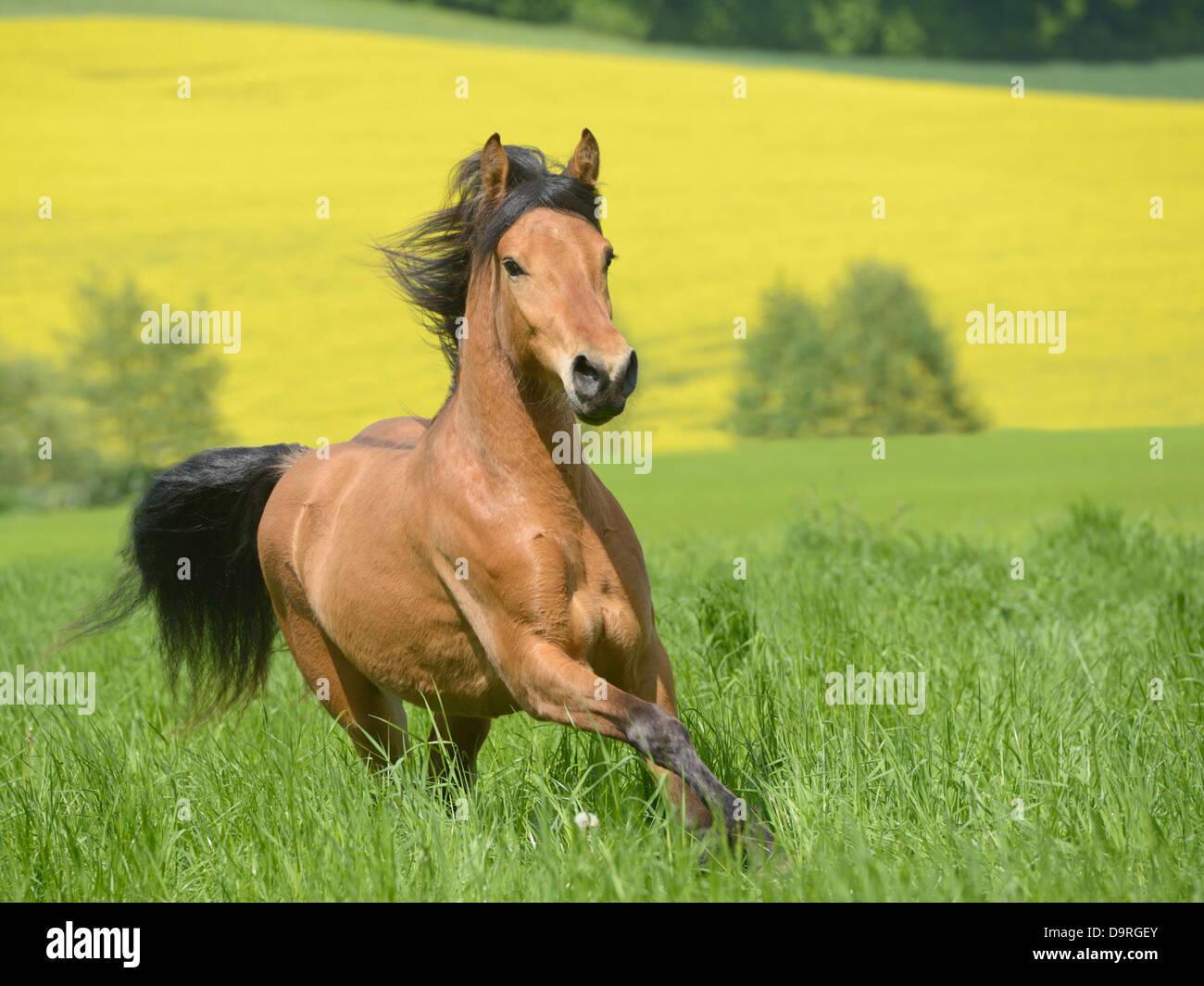 Pony galloping in the field Stock Photo - Alamy