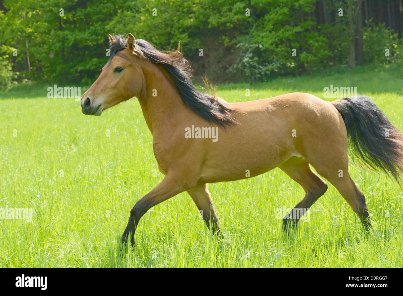 Pony trotting in the field Stock Photo - Alamy