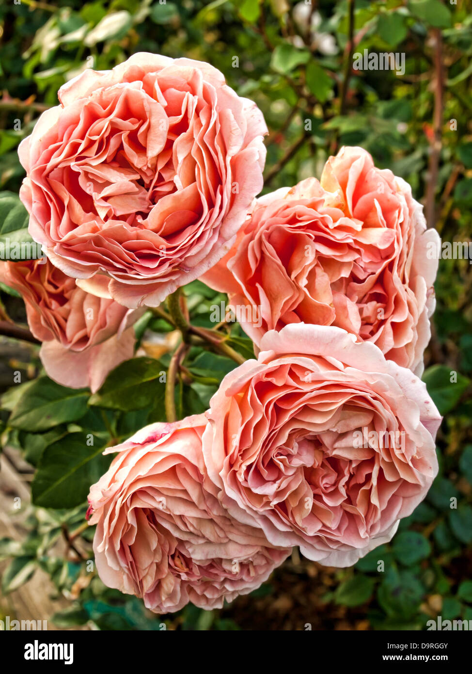 pink roses in a garden Stock Photo - Alamy