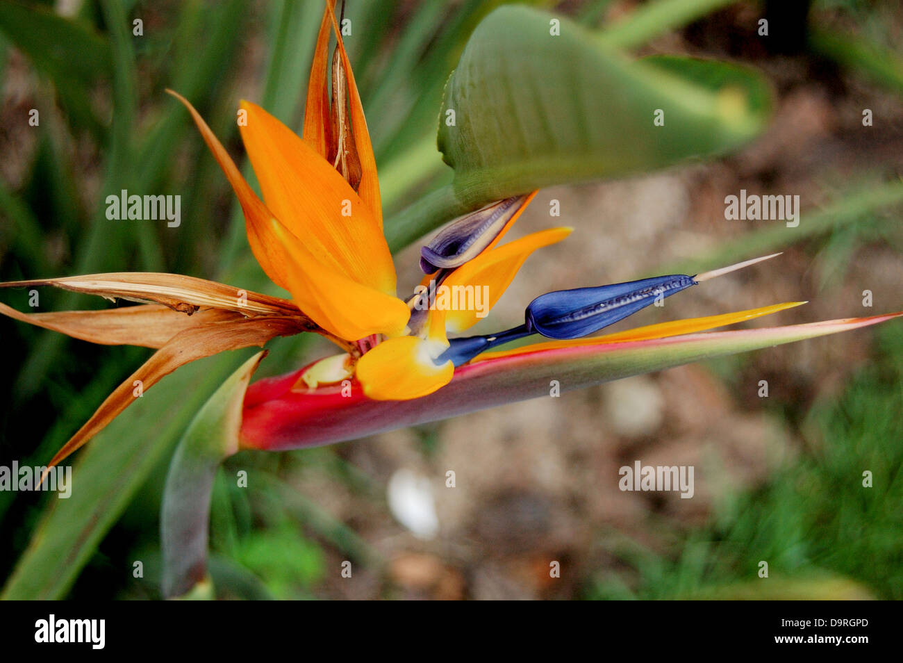 photograph of Bird of Paradise flowers (Strelitzia reginae Stock Photo ...