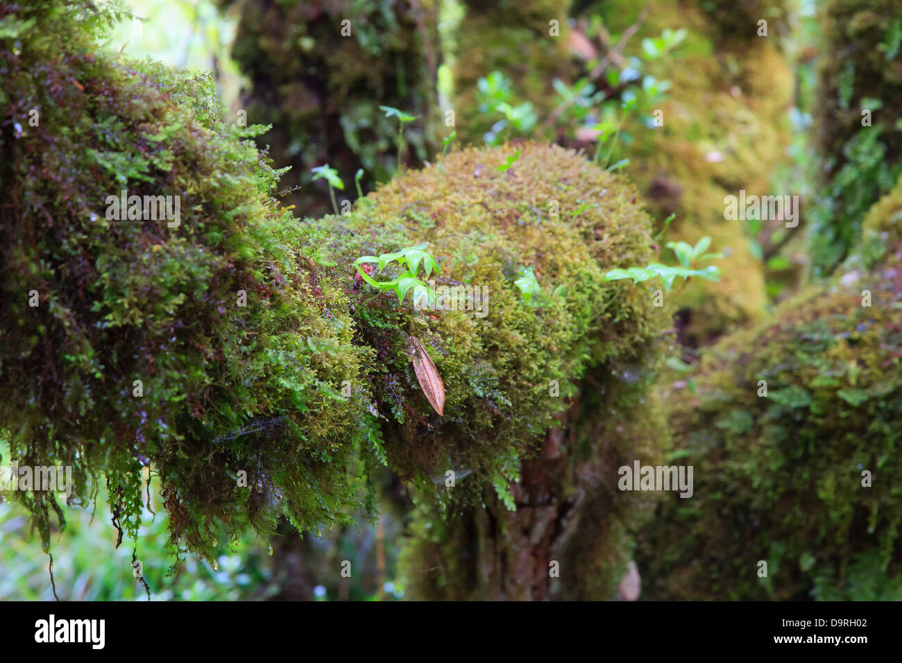 lush moss around the trunk in the jungle Stock Photo - Alamy