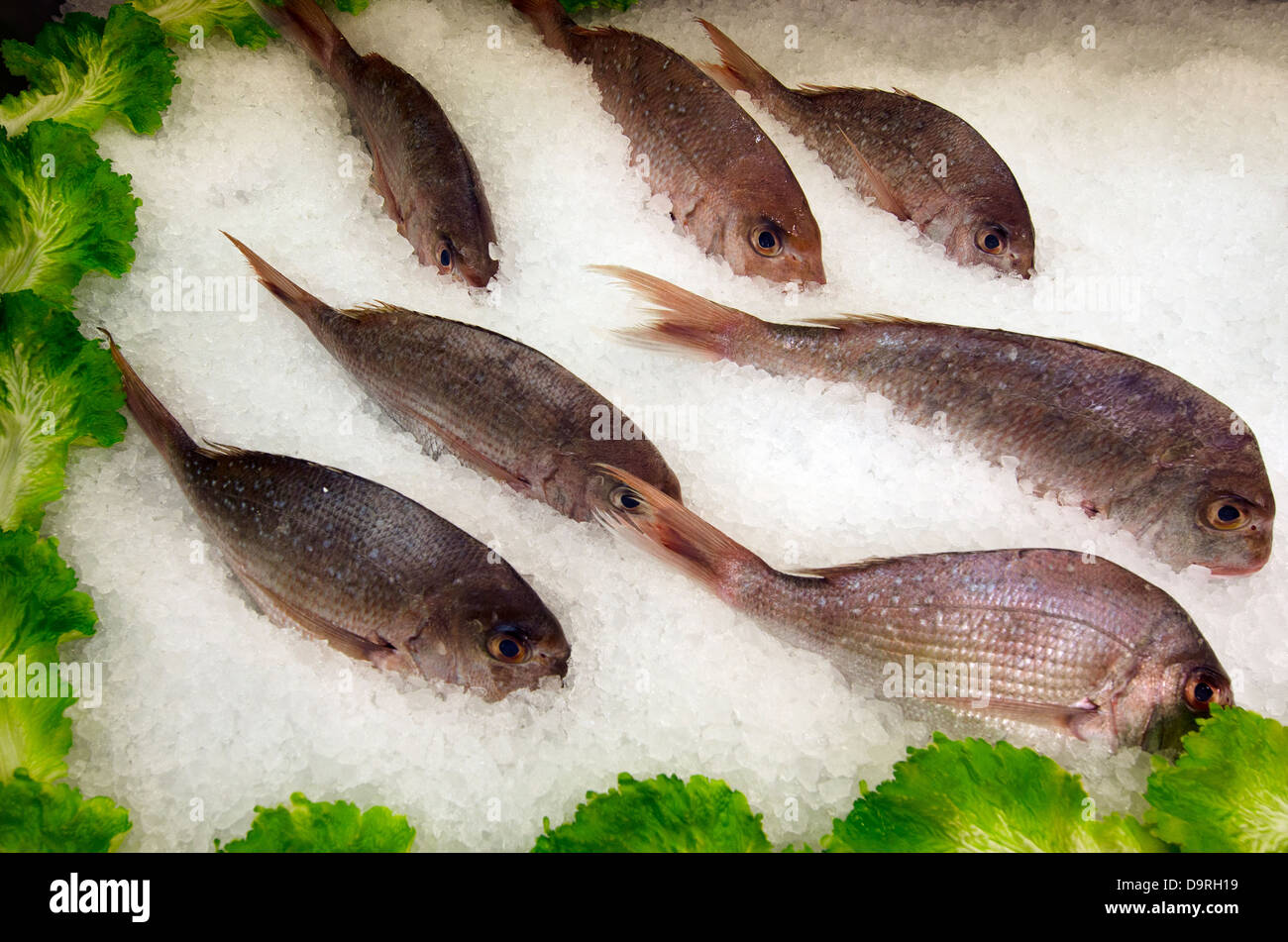 Fresh Fish Red Snapper High Resolution Stock Photography and Images - Alamy