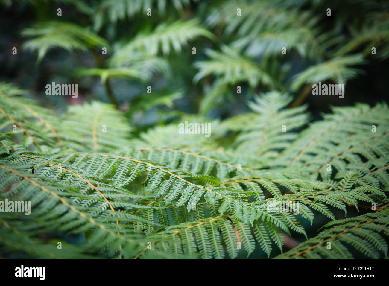 Bush of lush fern in the forest Stock Photo - Alamy