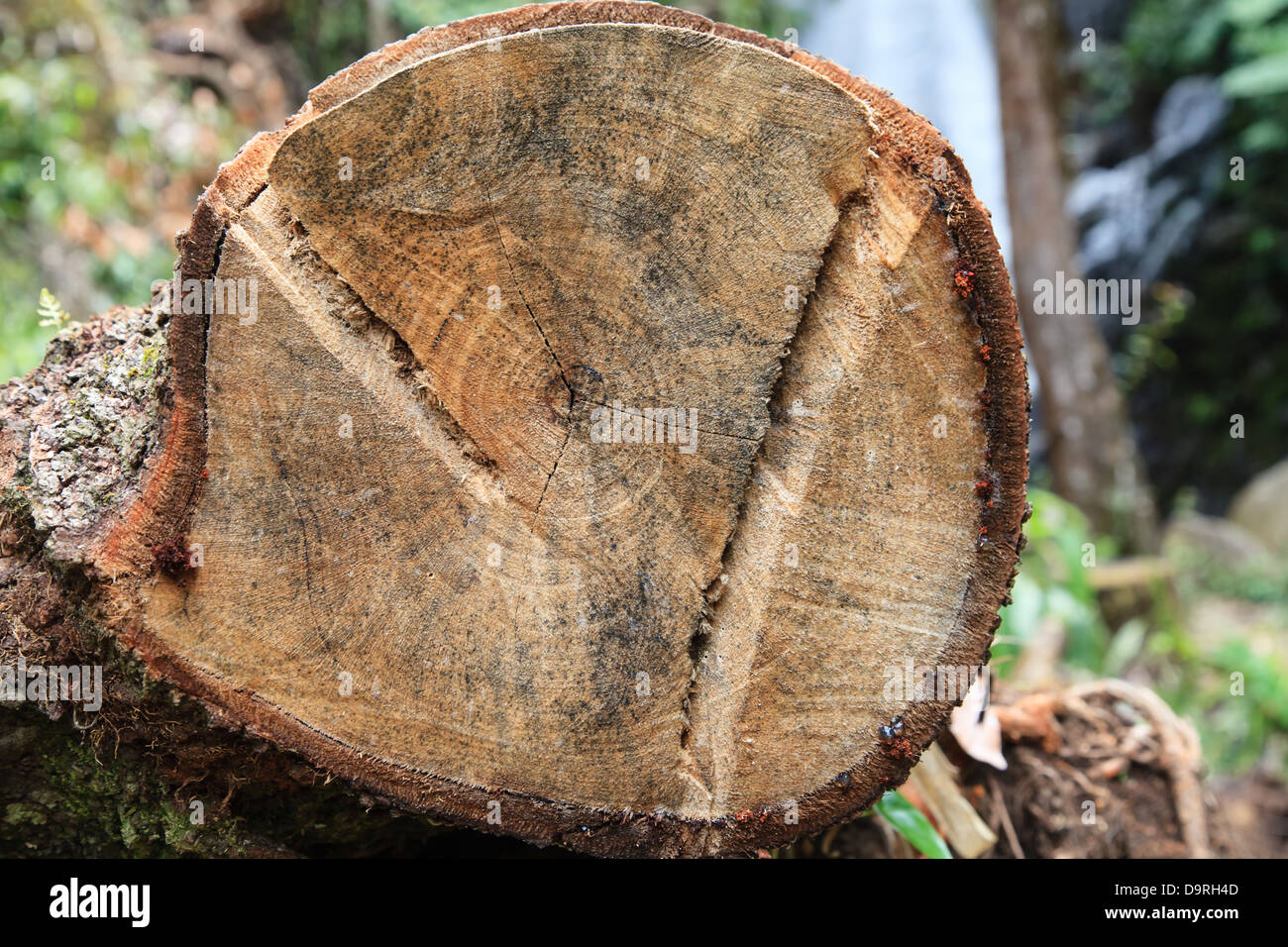 cracked stump in the forest, in Thailand Stock Photo - Alamy