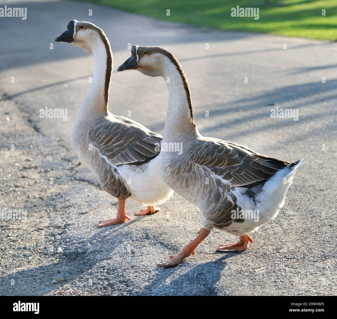 Two Gray Geese Crossing Road Stock Photo - Alamy