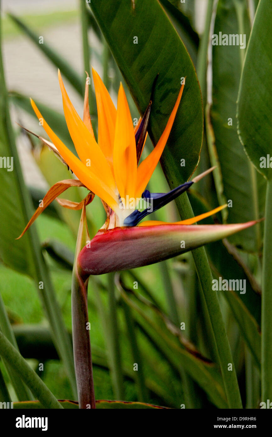photograph of Bird of Paradise flowers (Strelitzia reginae Stock Photo ...