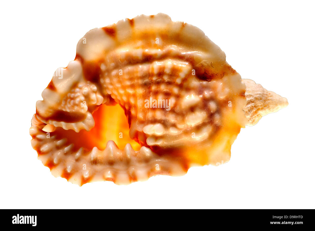 Distorsio hi-res stock photography and images - Alamy