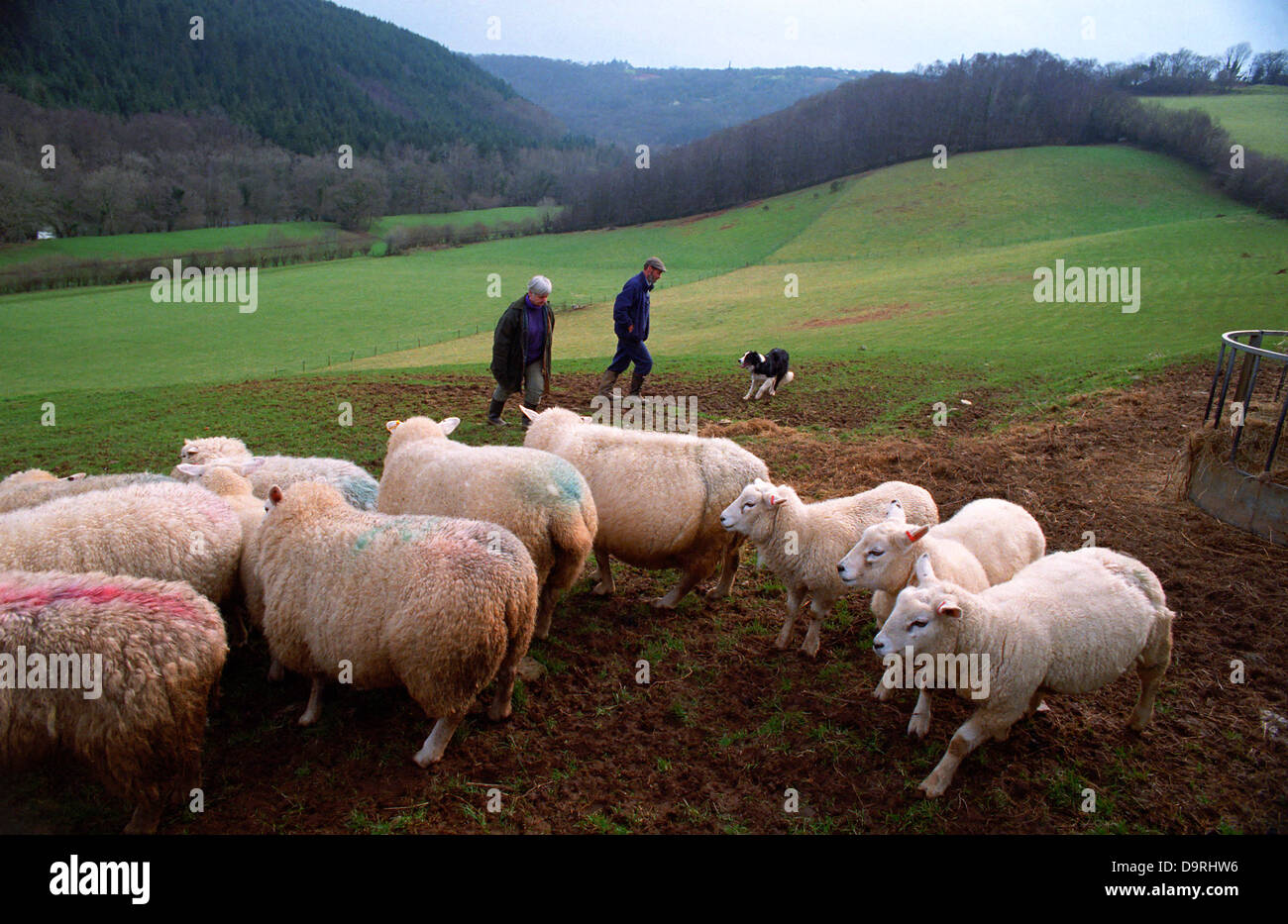 Sheep farmers in the Tamar Valley in Cornwall, UK Stock Photo - Alamy