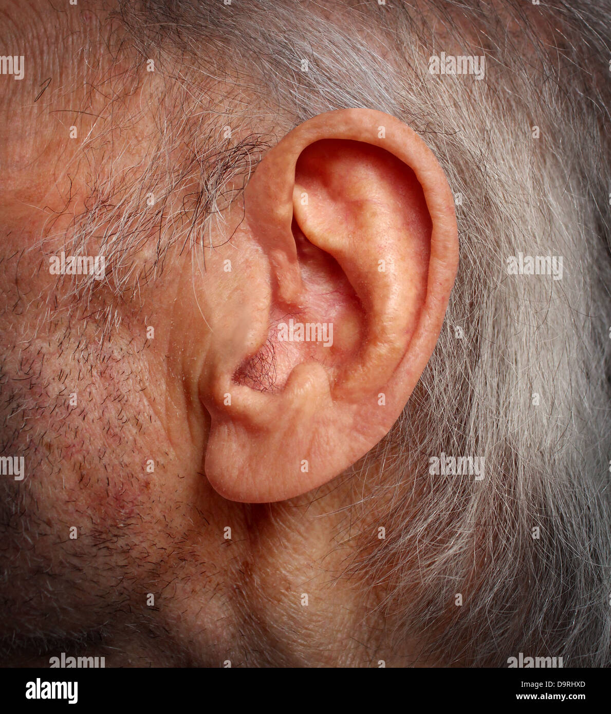 Aging hearing loss with an elderly ear close up of an old man with grey ...