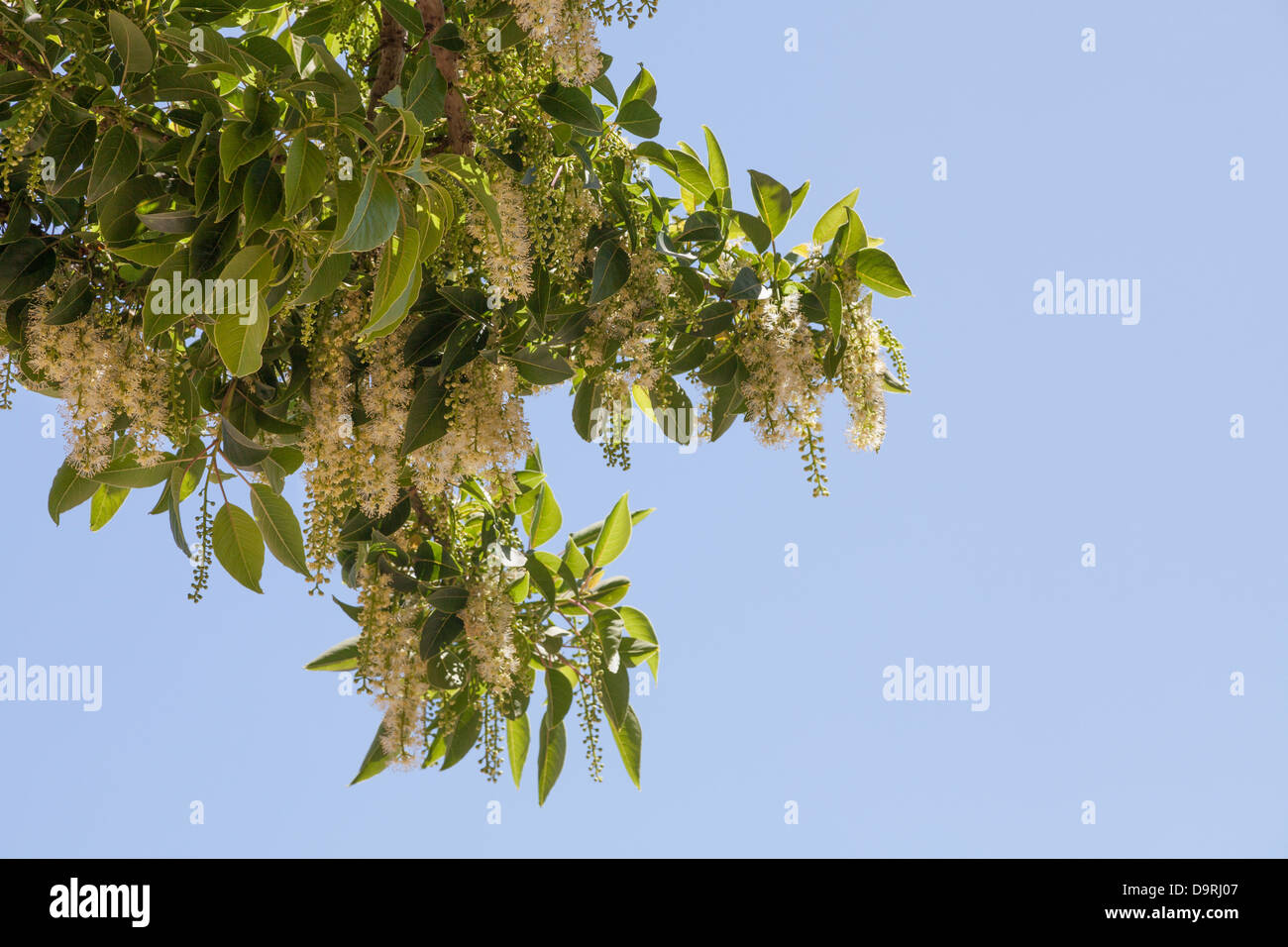 Laurel tree hi-res stock photography and images - Alamy