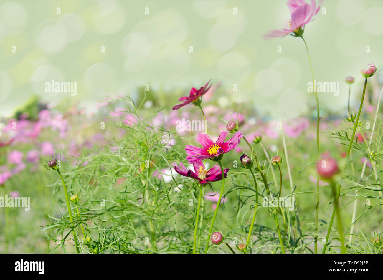 field of beautiful floral , flower garden Stock Photo - Alamy