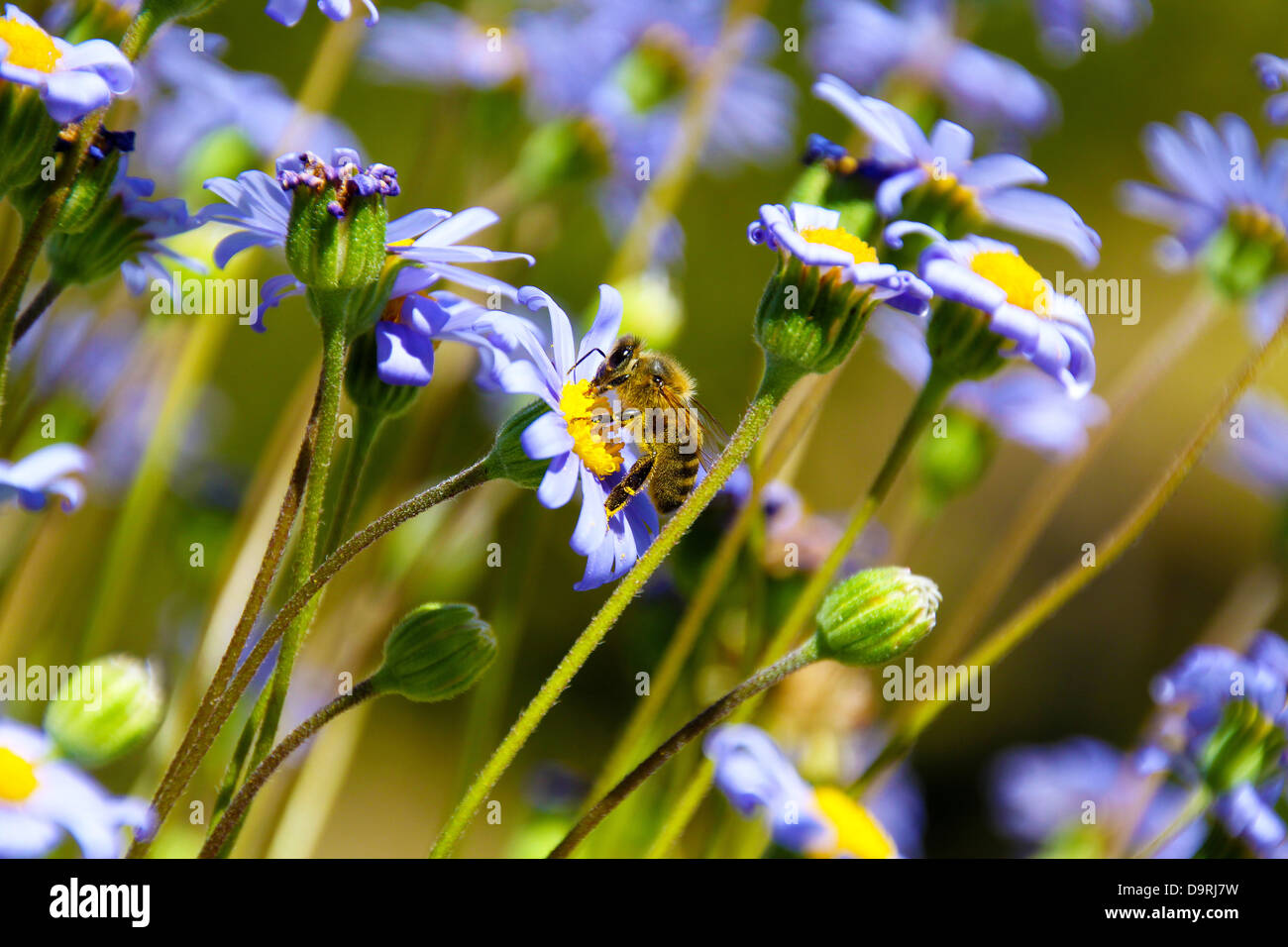 Pollen collecting insects hi-res stock photography and images - Alamy