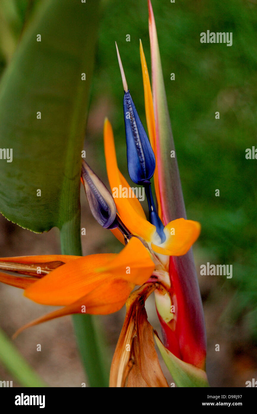 photograph of Bird of Paradise flowers (Strelitzia reginae Stock Photo ...