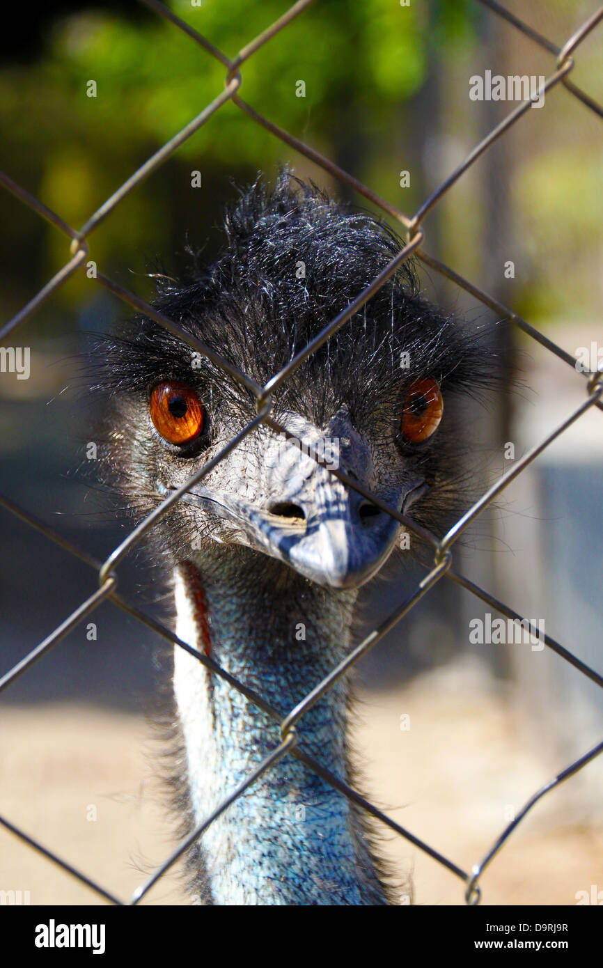 Emu in enclosure hi-res stock photography and images - Alamy