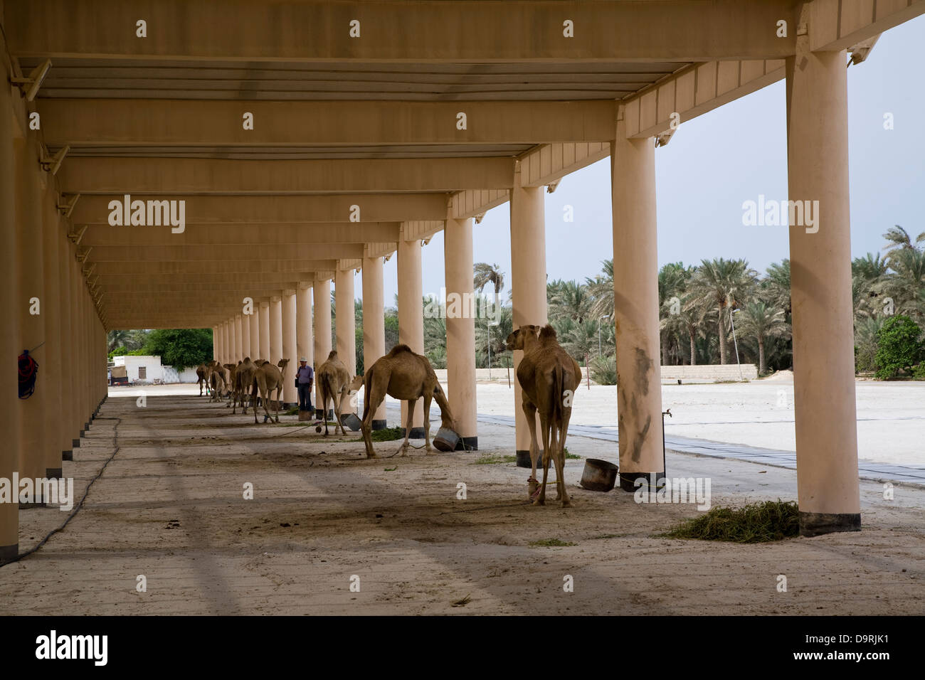 Largest camel hi-res stock photography and images - Alamy