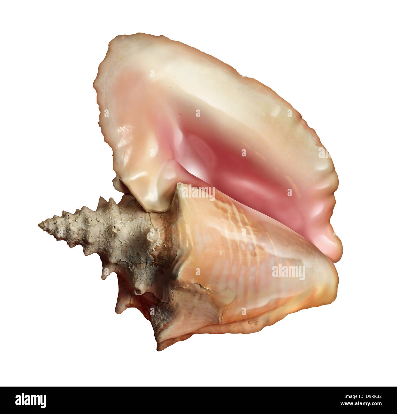 Conch shell isolated on a white background as a sea or salt water ocean ...
