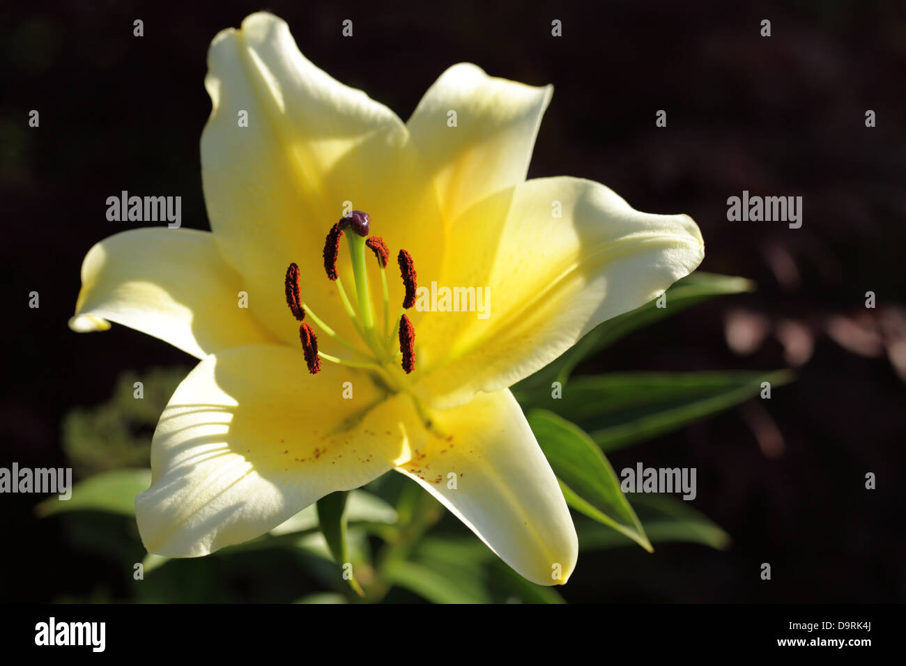 Shine yellow hi-res stock photography and images - Alamy