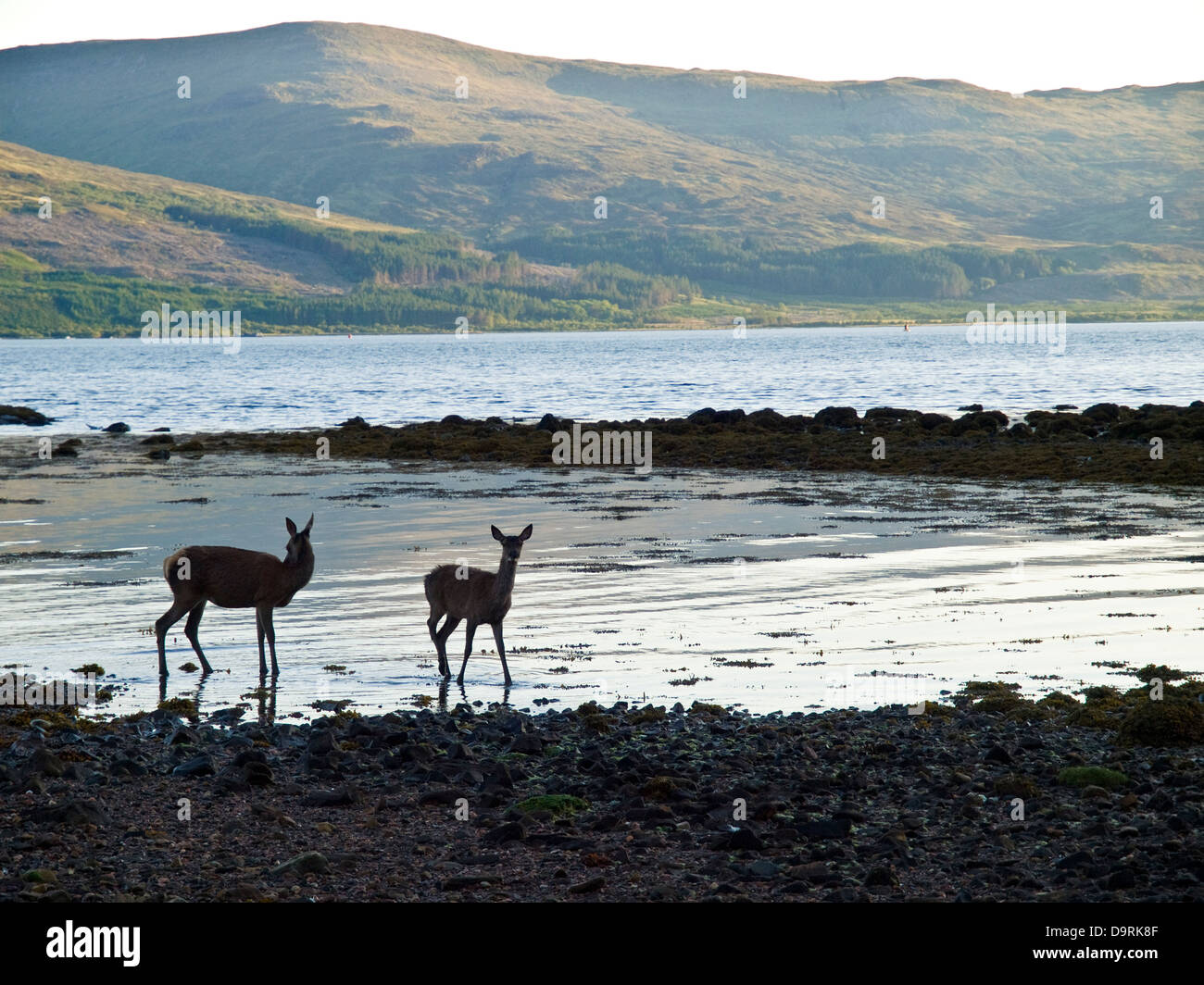 Deer sound hi-res stock photography and images - Alamy