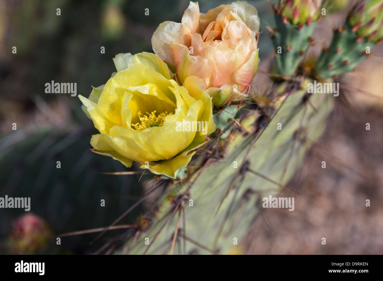Elegant, waxy blossoms on prickly pear cactus in Saguaro National Park ...