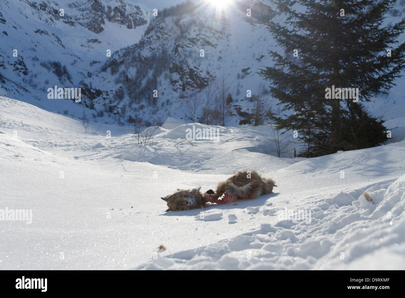 Dead ibex one snow Stock Photo - Alamy