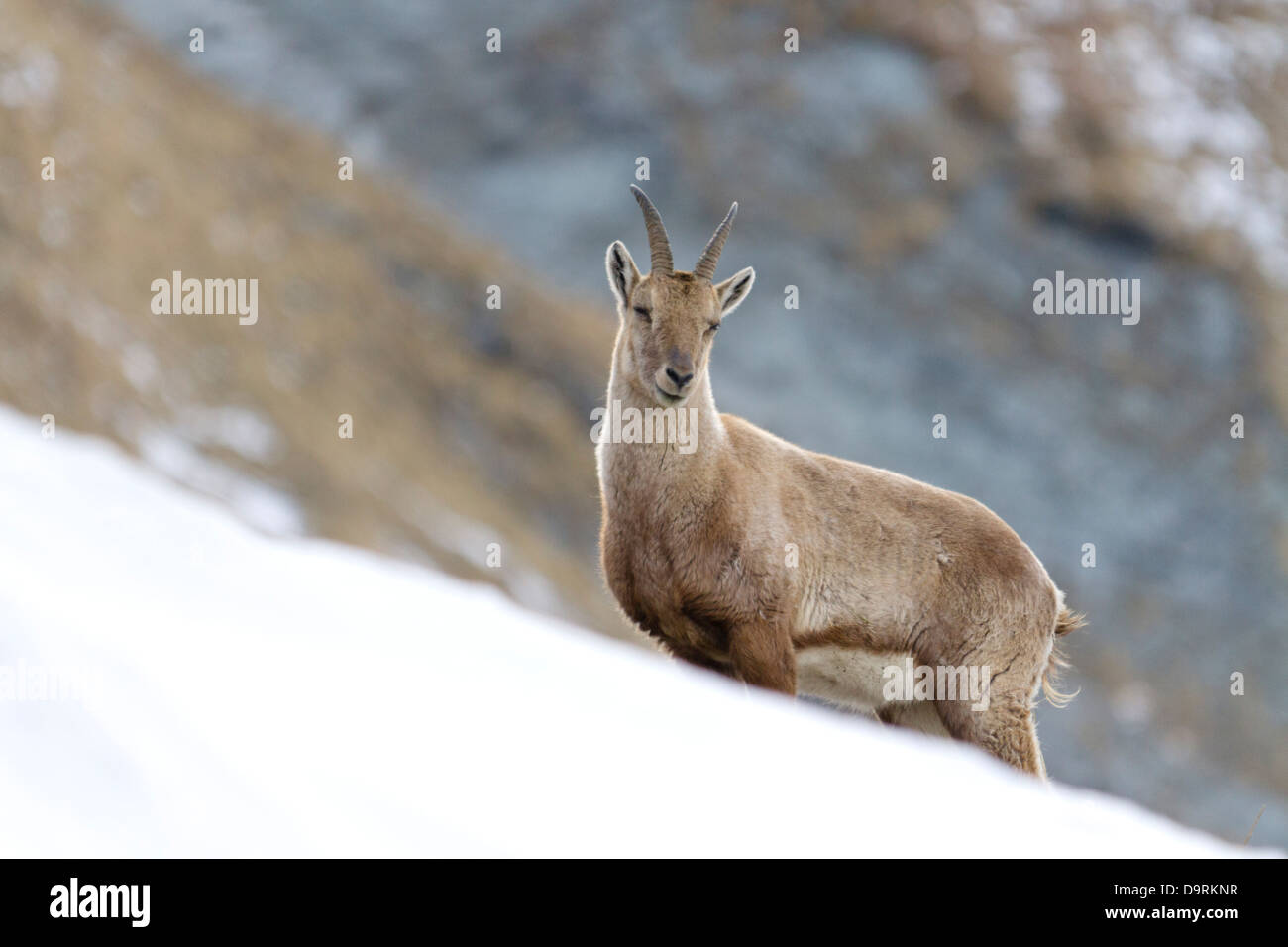 Vanoise national park ibex hi-res stock photography and images - Alamy