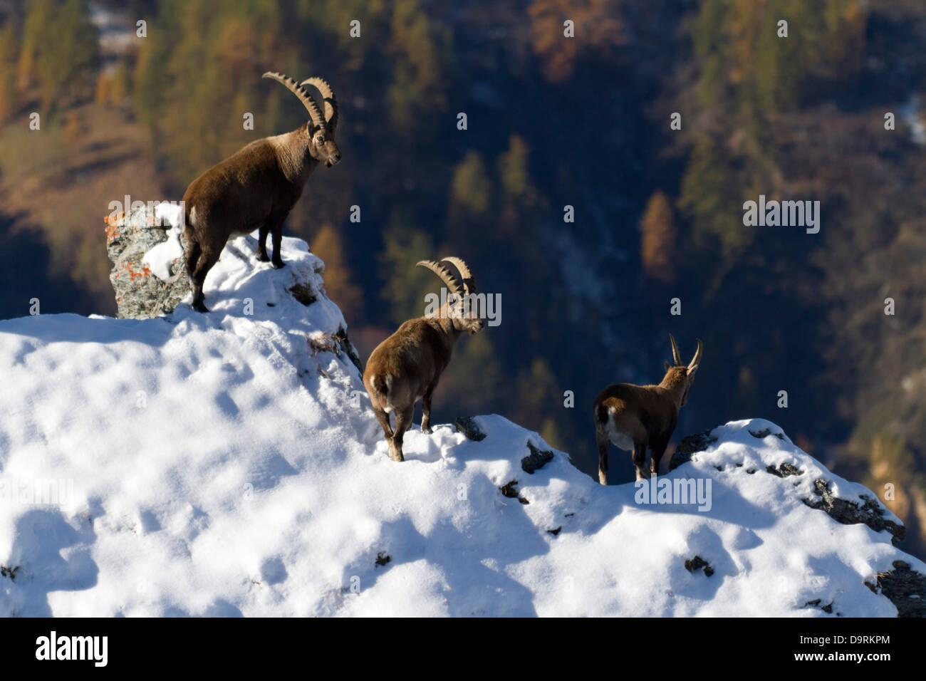 Three alpine ibex standing in the snow Stock Photo - Alamy