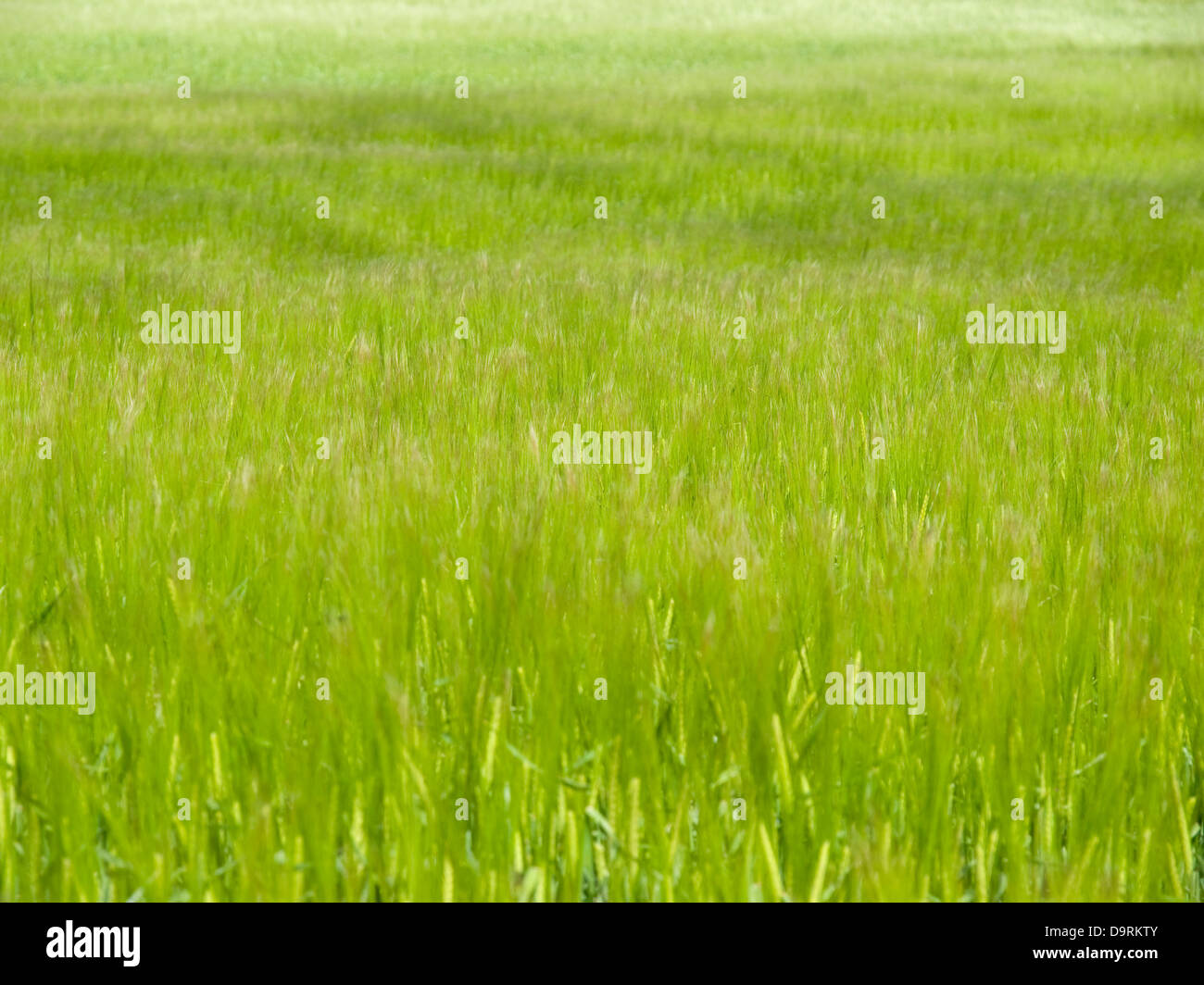 Soft green grasses hi-res stock photography and images - Alamy