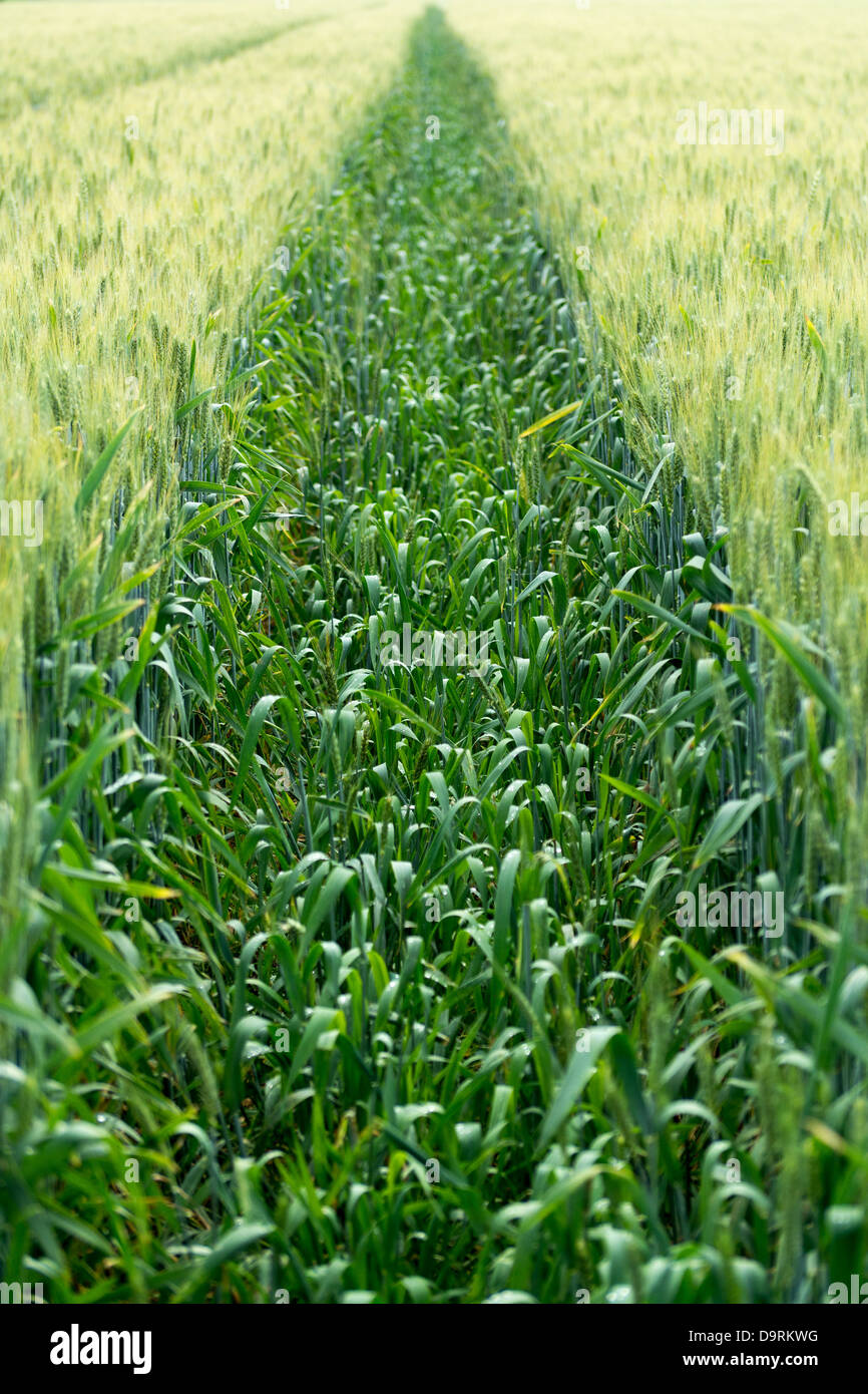 Field of rye Stock Photo - Alamy