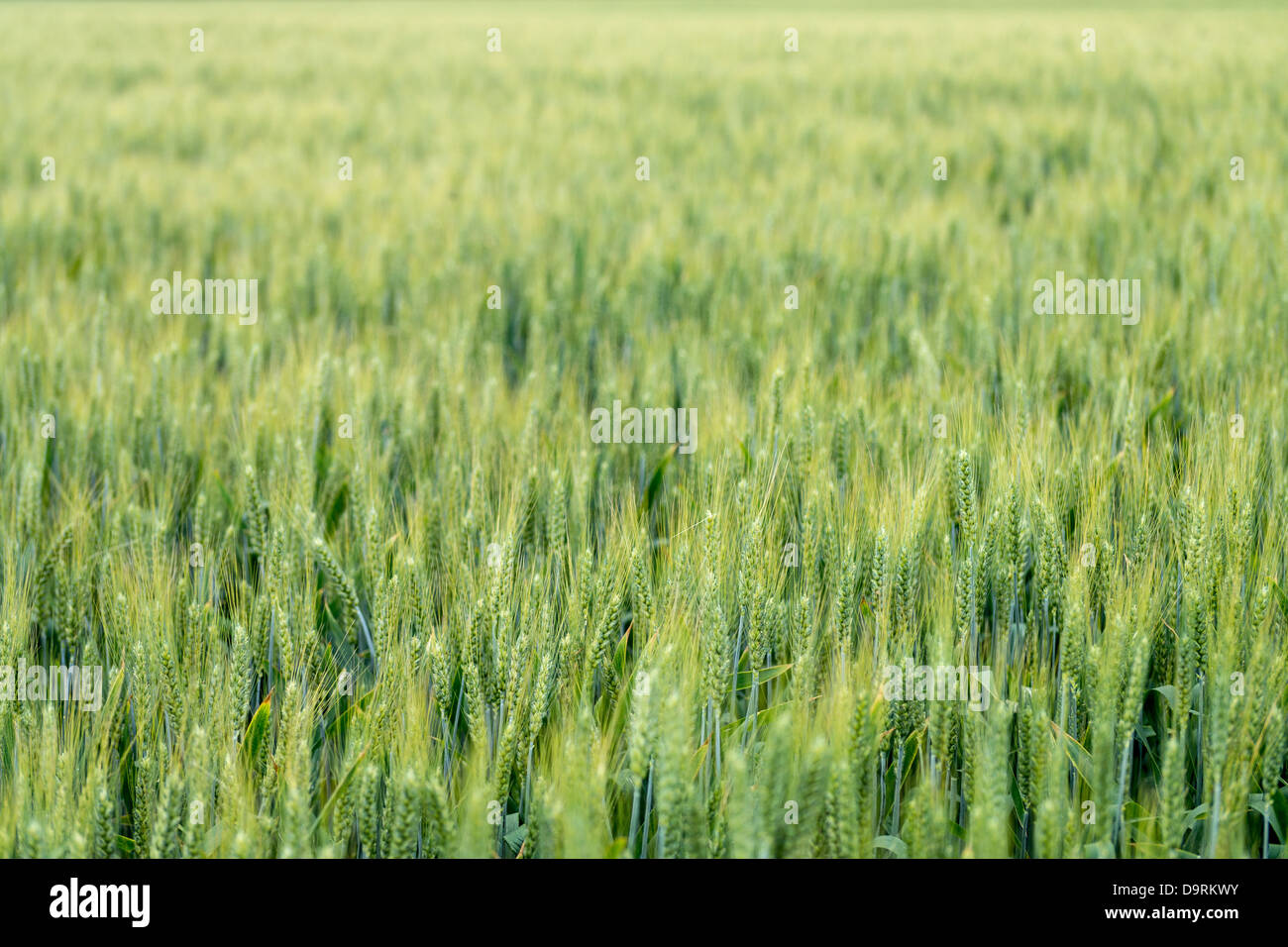 Field of rye Stock Photo - Alamy