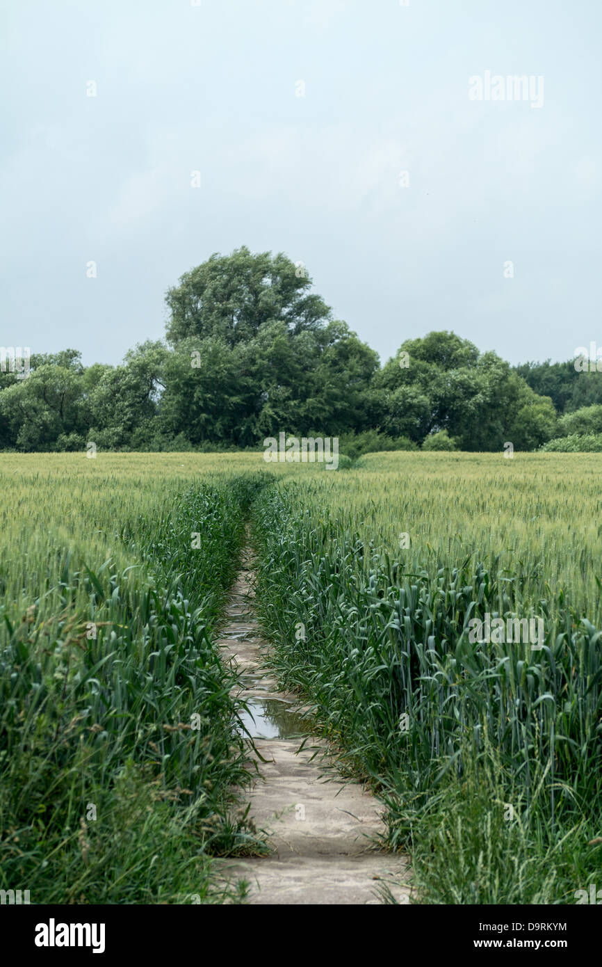 Field of rye Stock Photo - Alamy