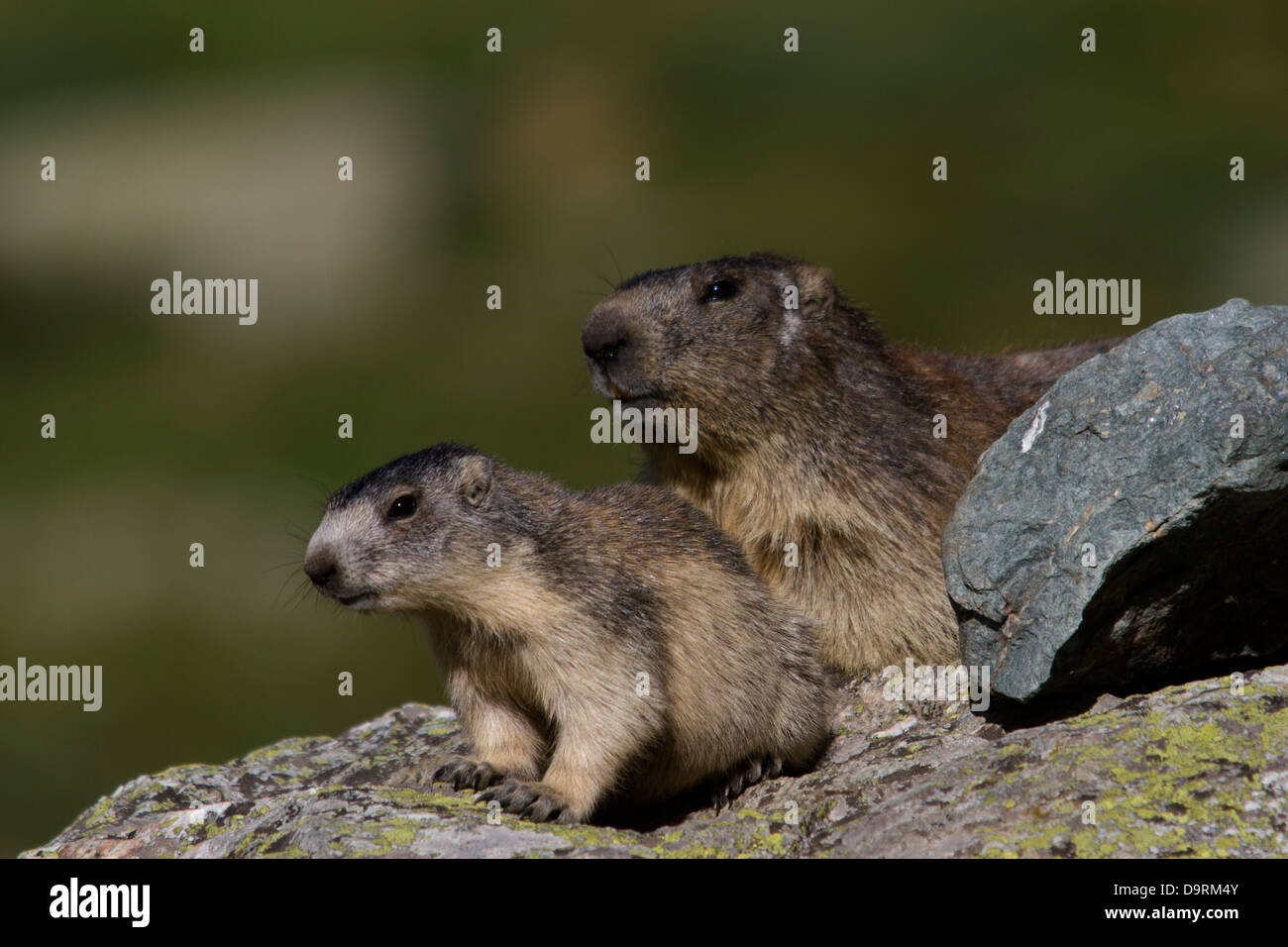 A marmot and her cub Stock Photo - Alamy