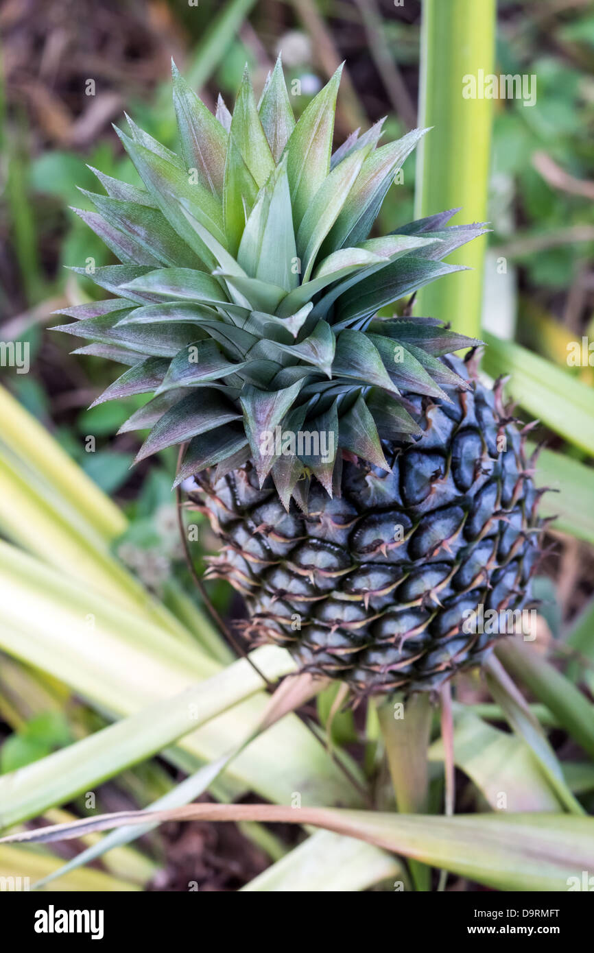 Pineapple plantation plant ground hi-res stock photography and images ...