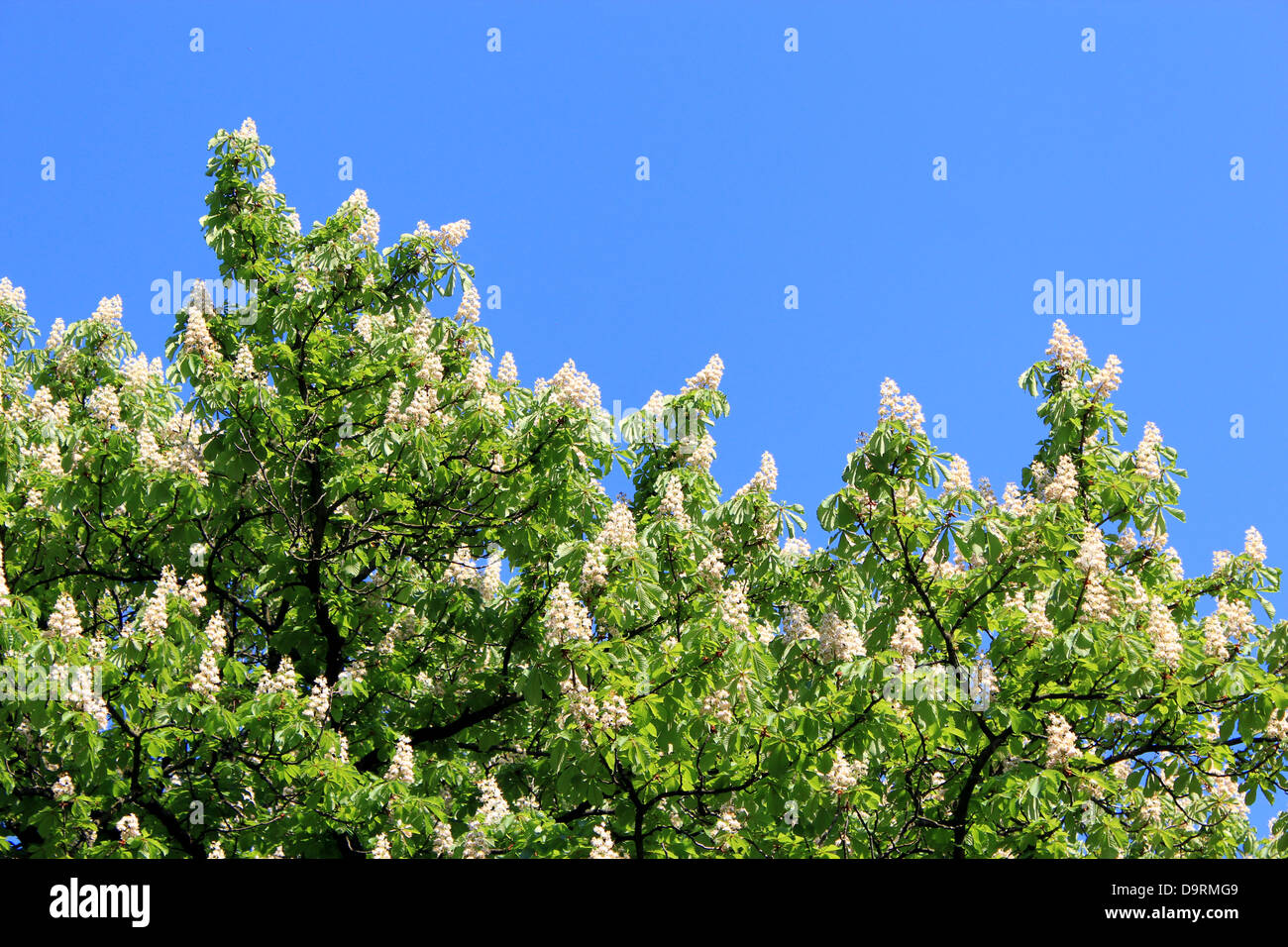 Chestnut crown hi-res stock photography and images - Alamy
