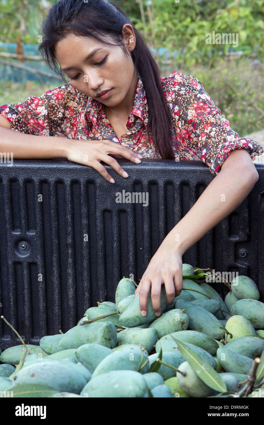 Woman harvesting mango hi-res stock photography and images - Alamy