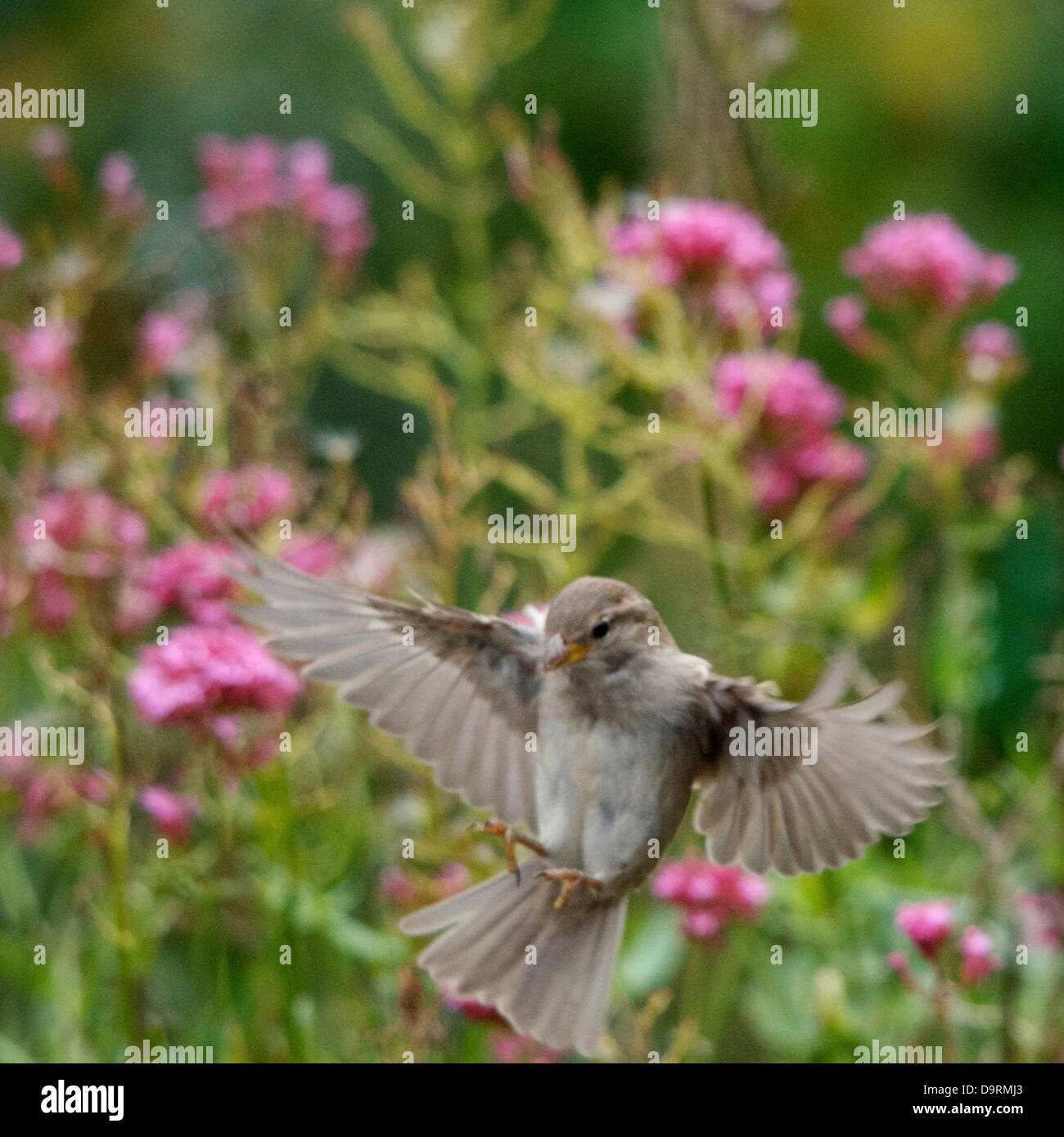 Sparrow hovers near food Stock Photo - Alamy